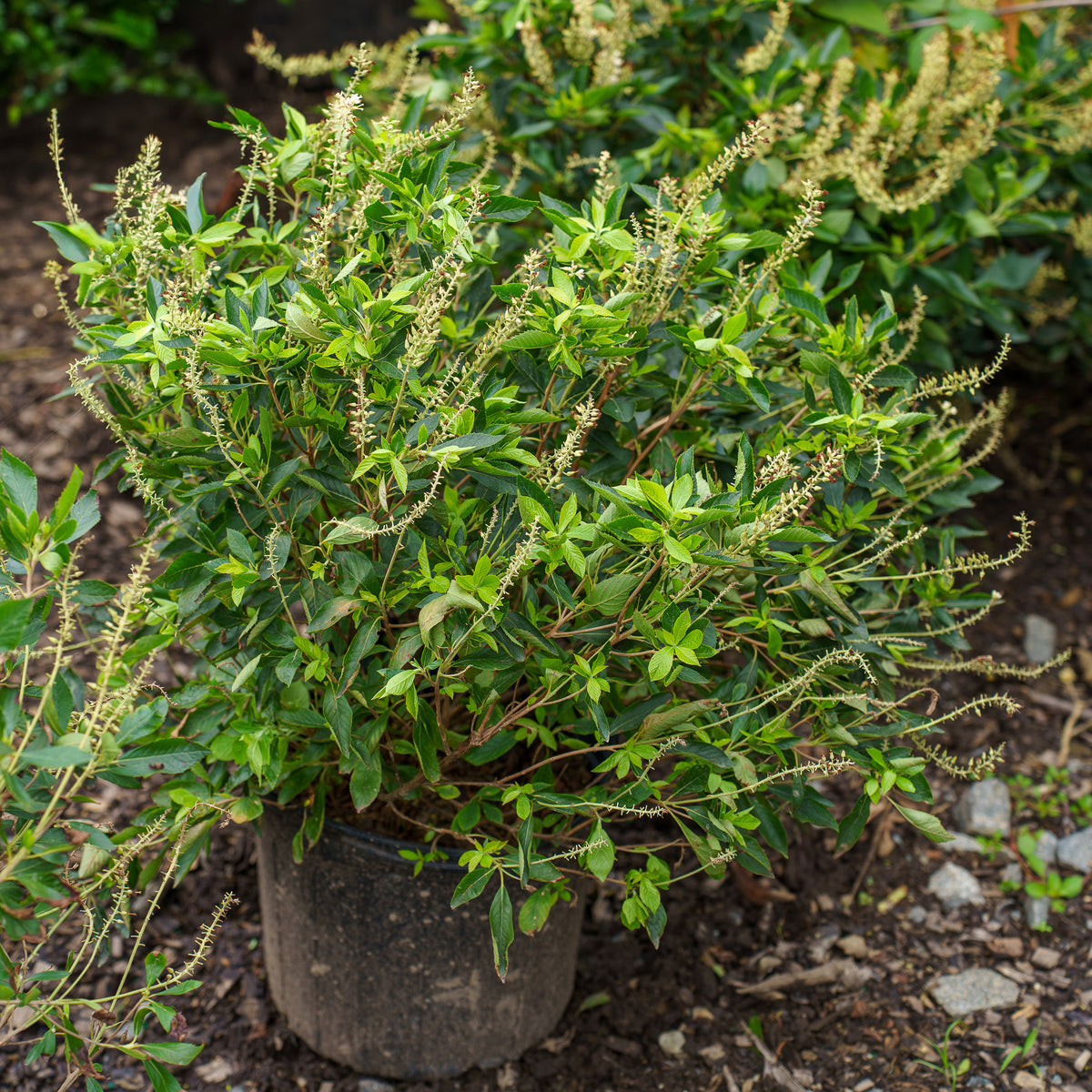 Hummingbird Summersweet – Plant Detectives