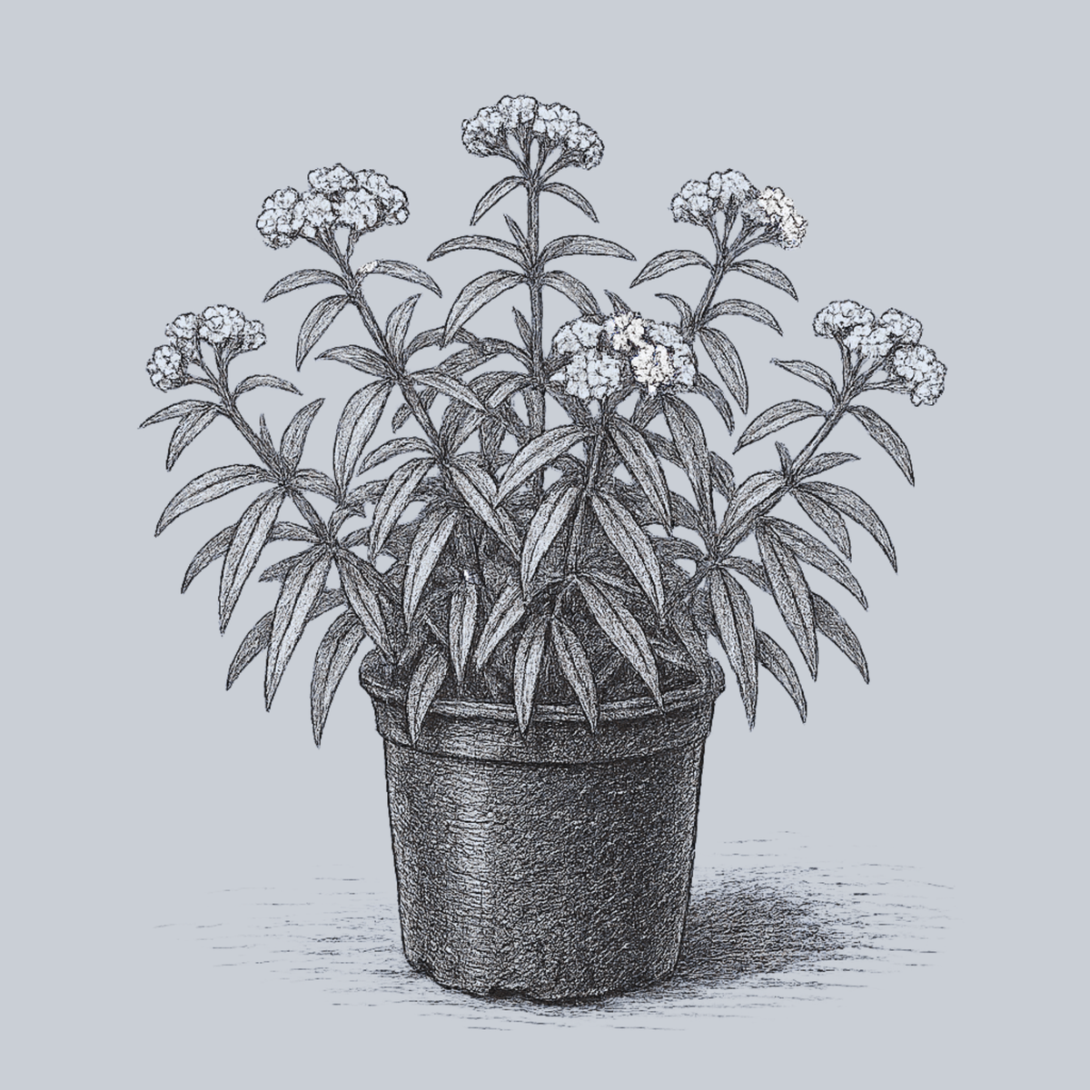 Ice Ballet Swamp Milkweed – Plant Detectives