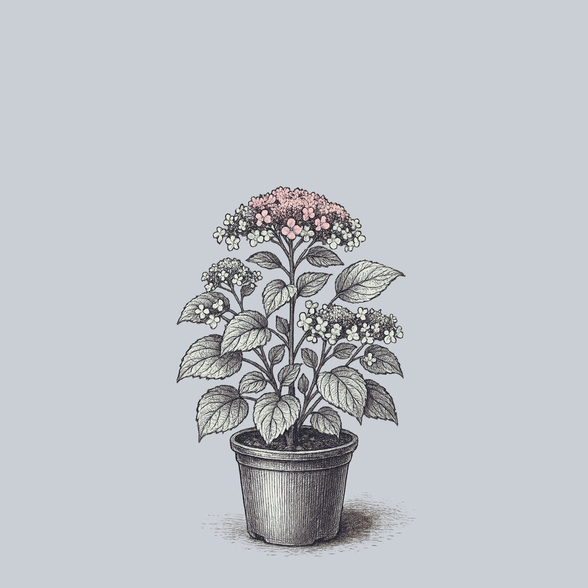 Invincibelle Lace Smooth Hydrangea – Plant Detectives