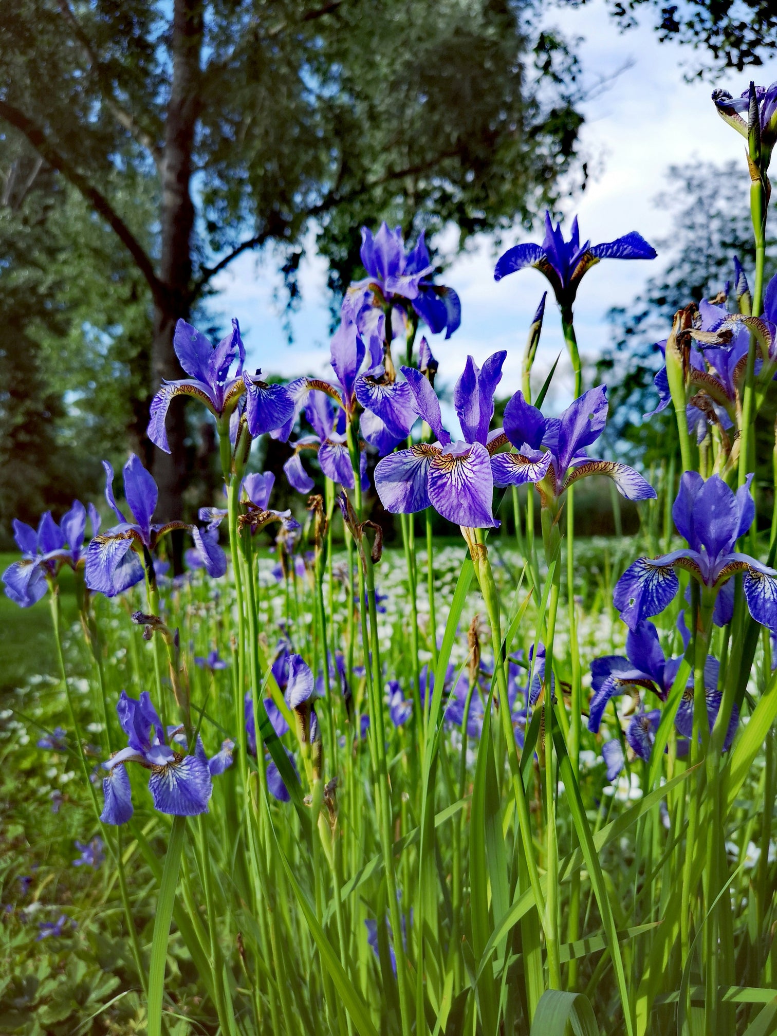 The Iris Guide – Plant Detectives
