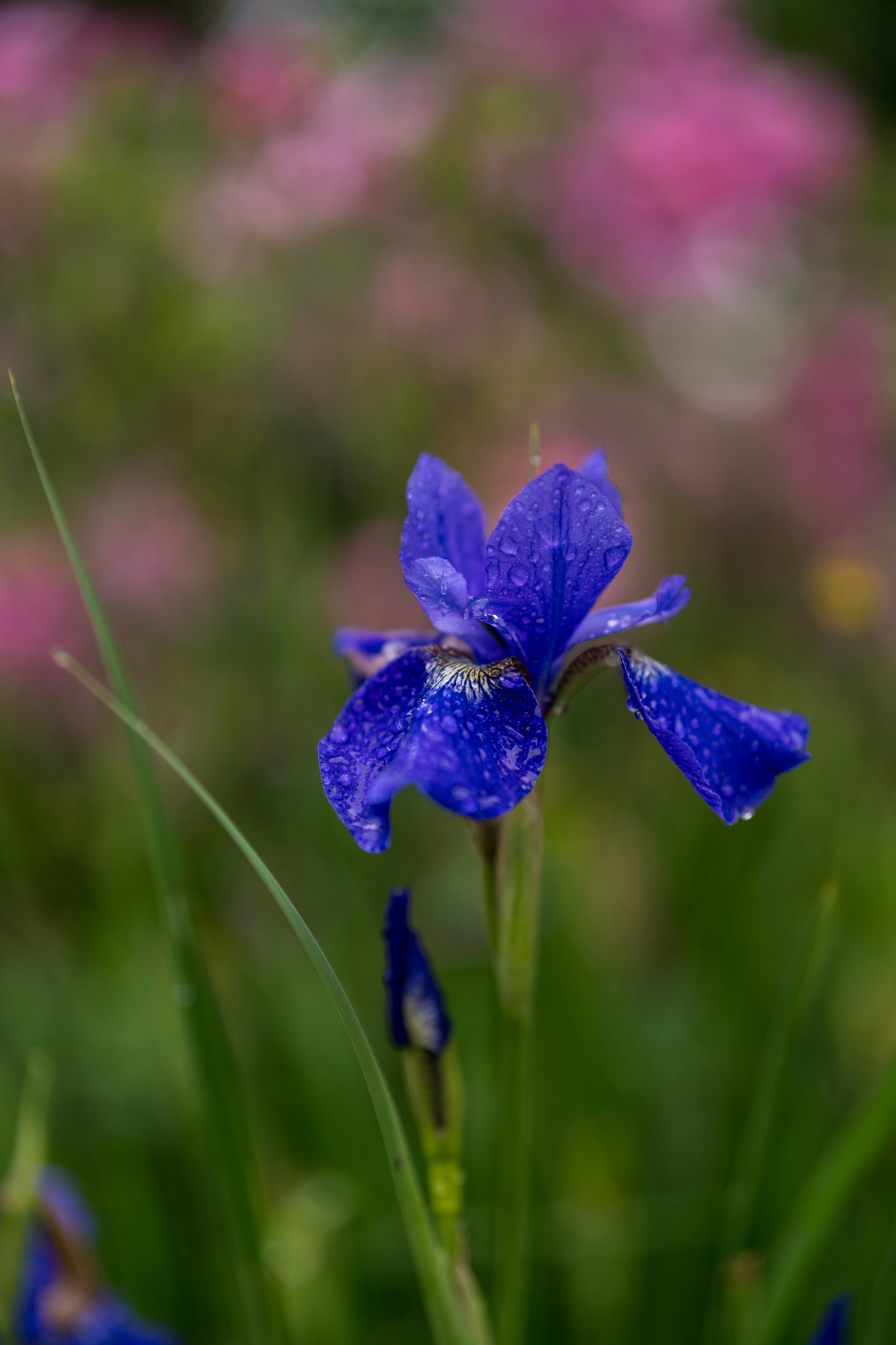 The Iris Guide – Plant Detectives