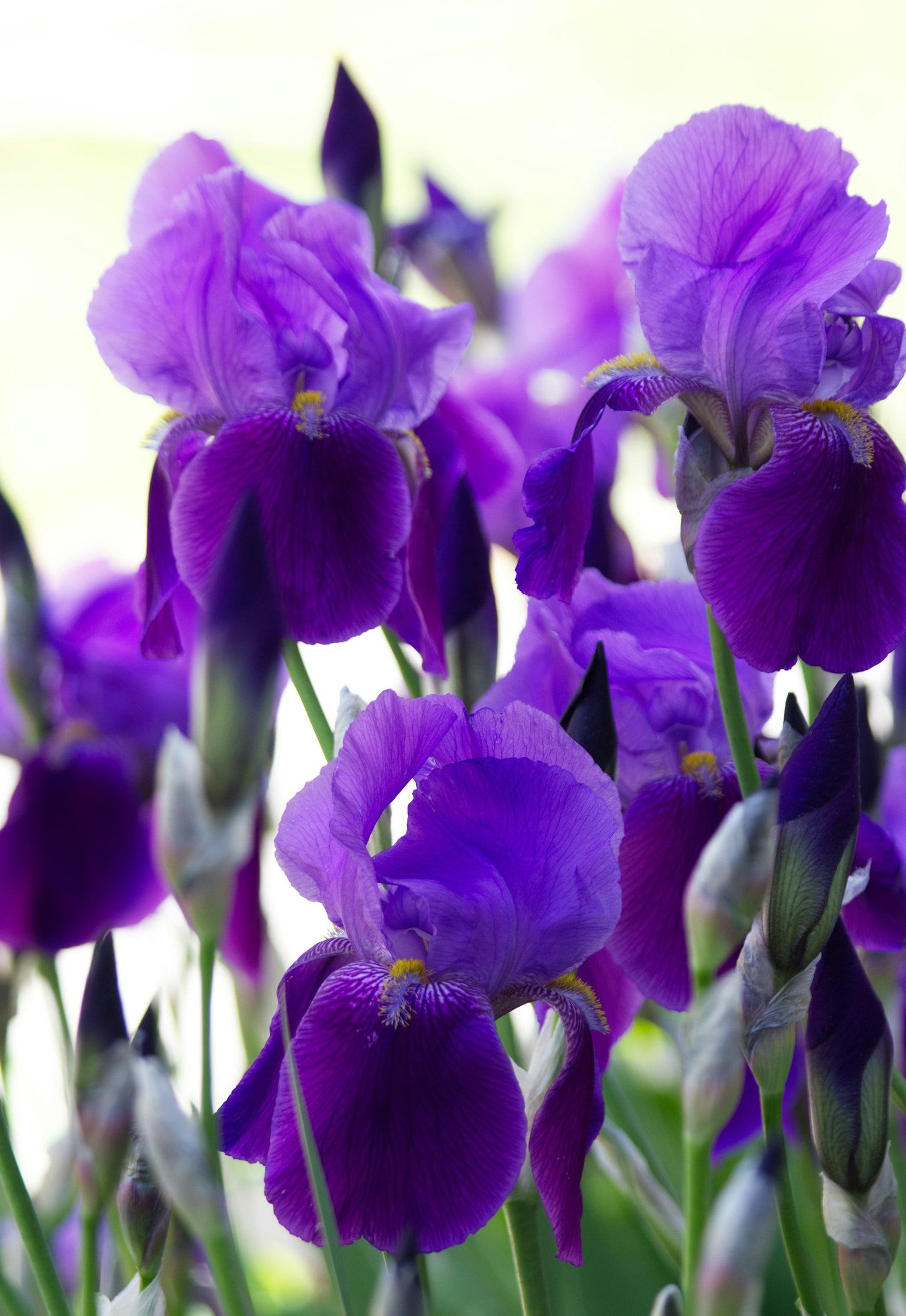 The Iris Guide – Plant Detectives