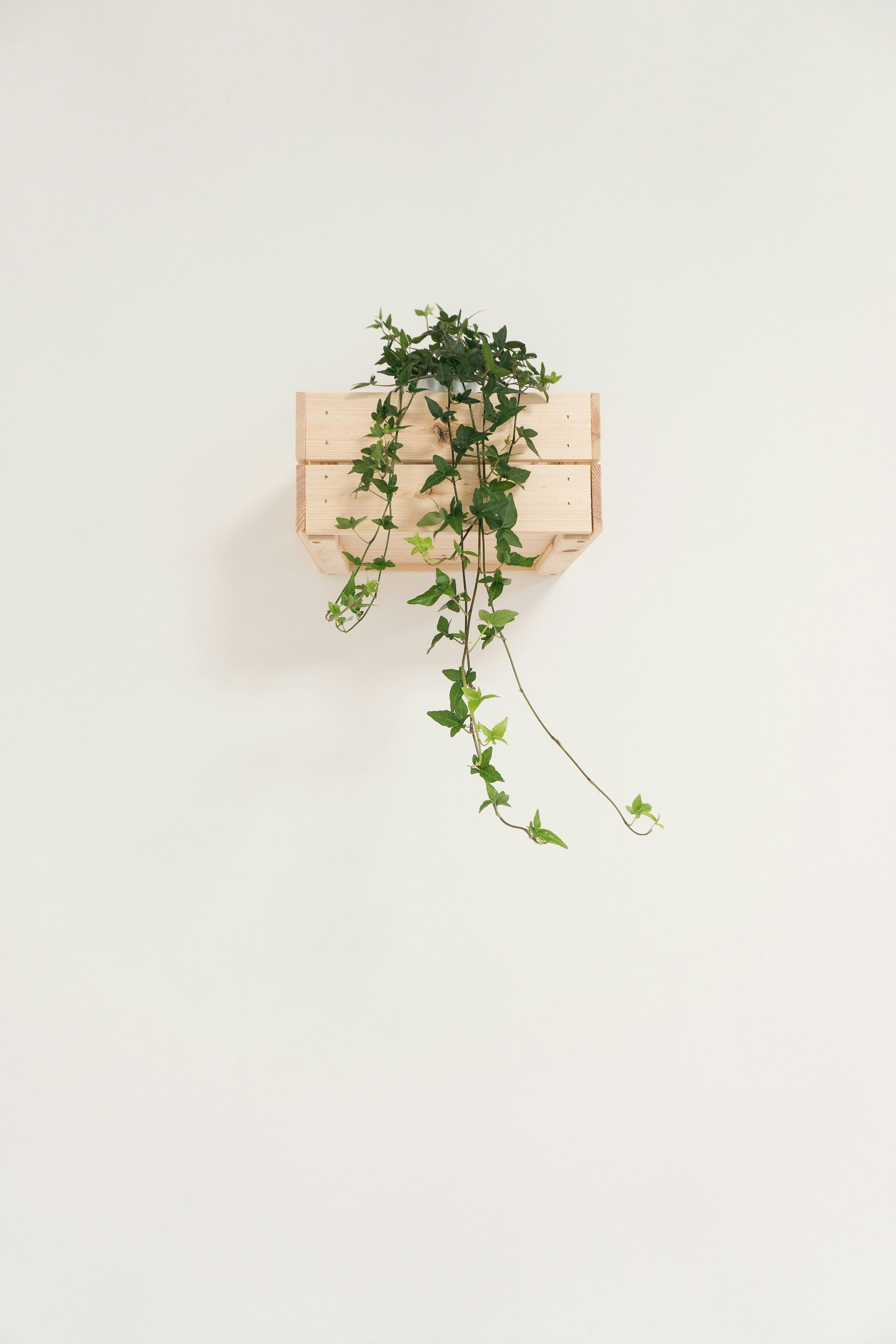 The Ivy Guide – Plant Detectives