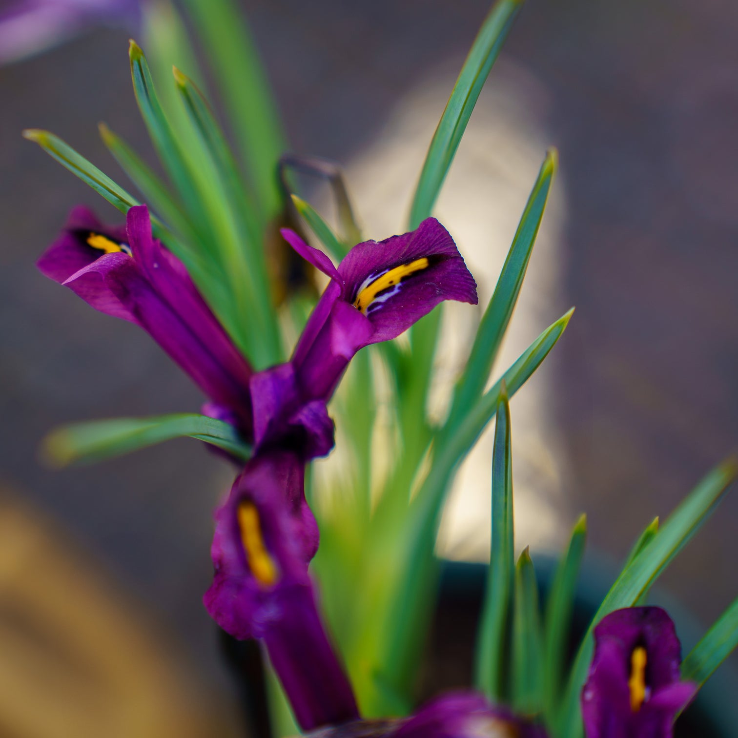 The Iris Guide – Plant Detectives