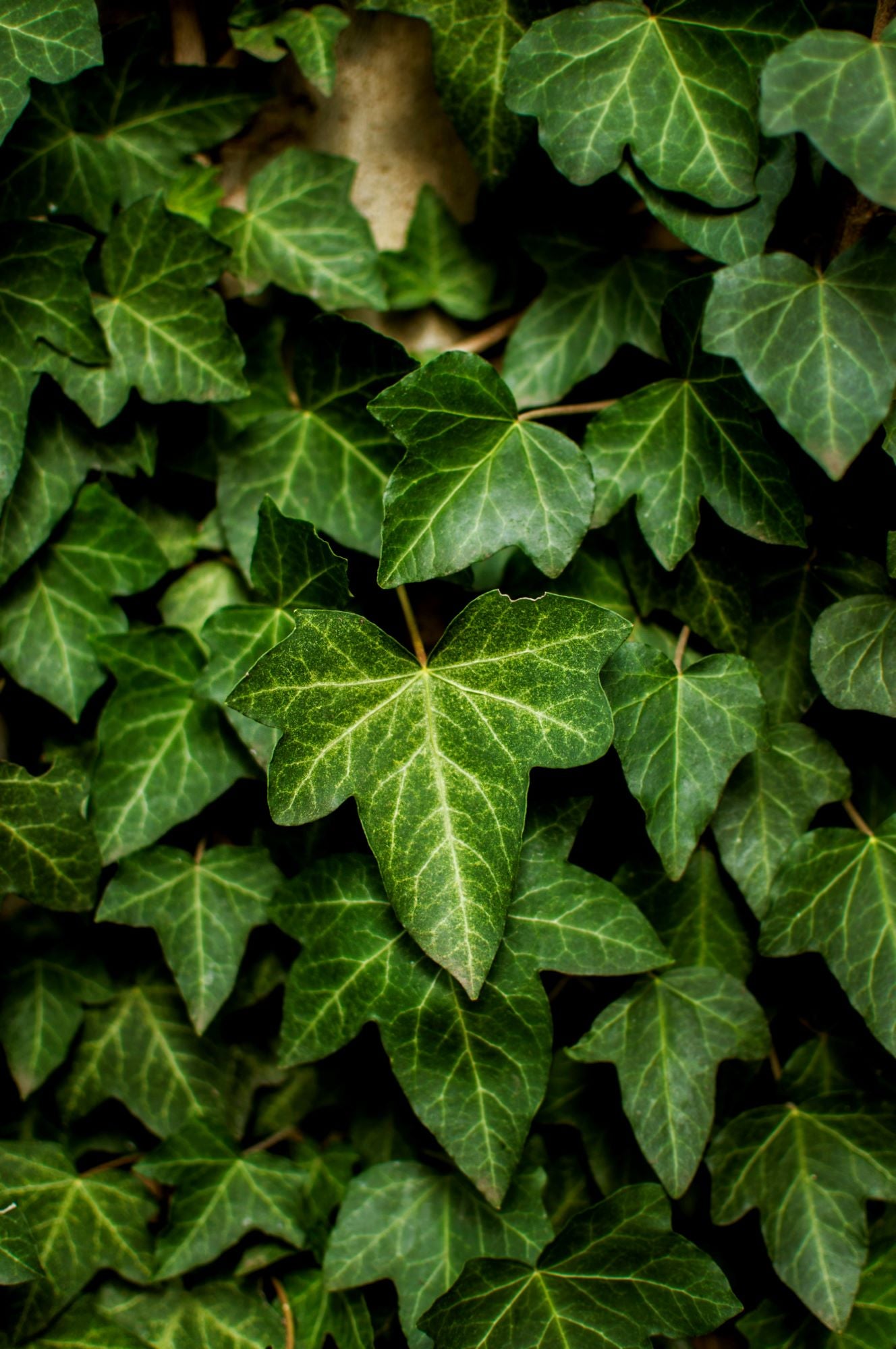 The Ivy Guide – Plant Detectives