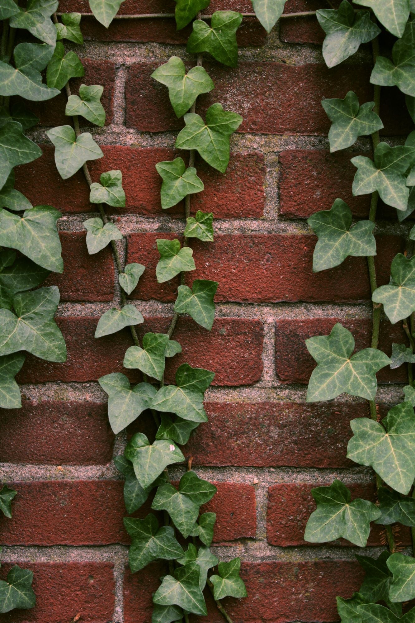 The Ivy Guide – Plant Detectives