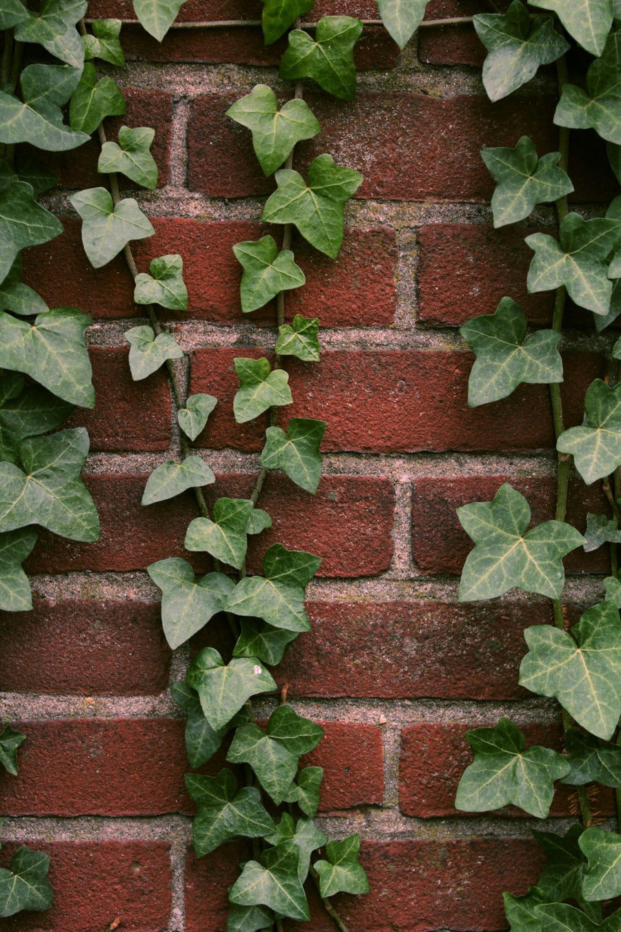 The Ivy Guide – Plant Detectives