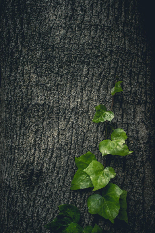 The Ivy Guide – Plant Detectives