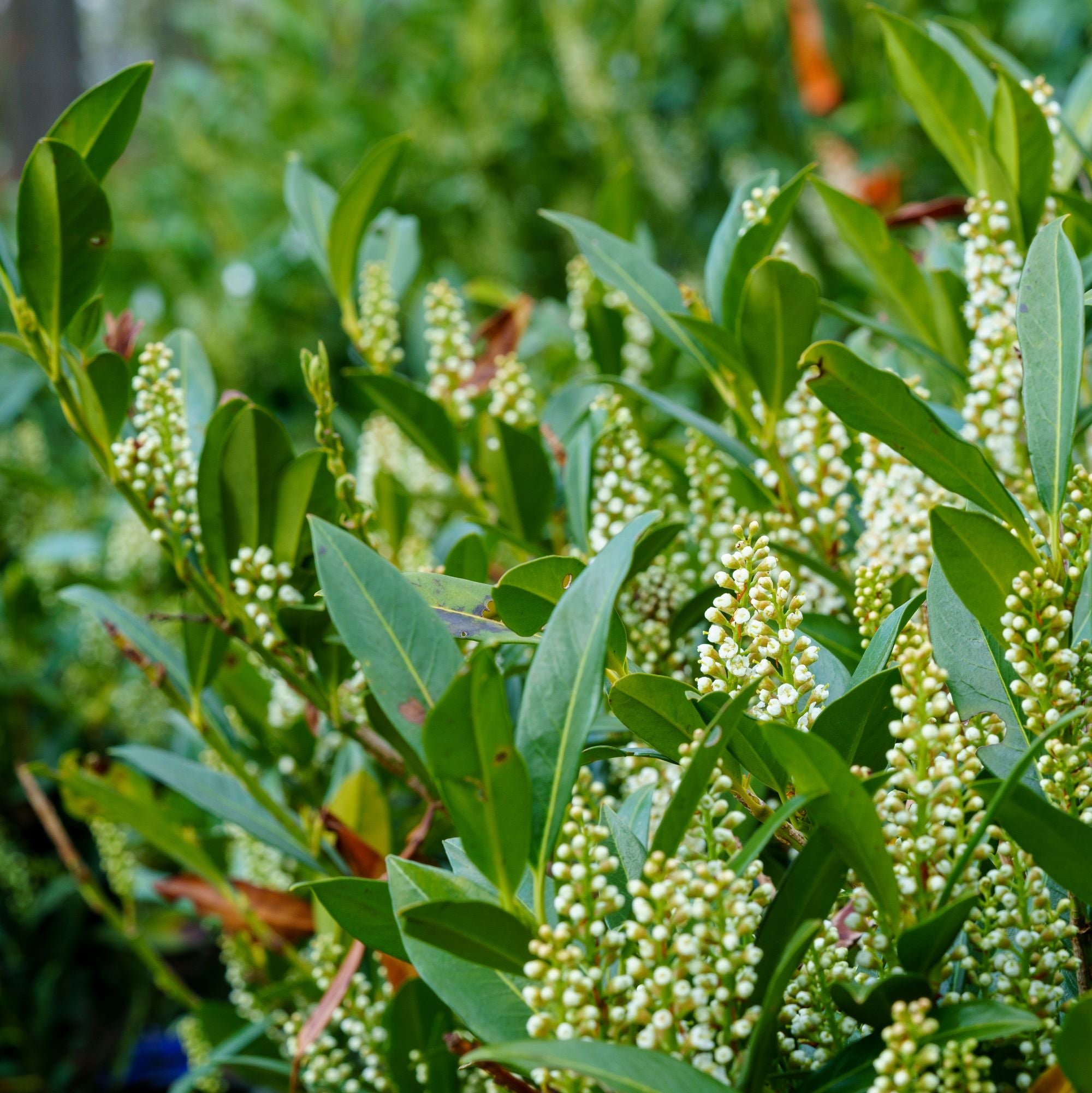 Jade Enchantress Cherry Laurel – Plant Detectives
