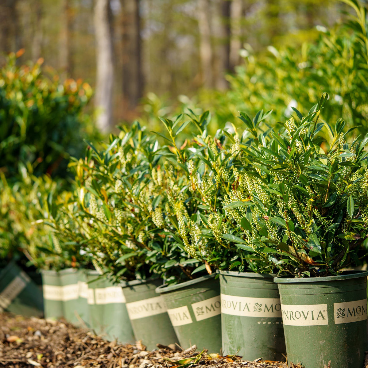 Jade Enchantress Cherry Laurel – Plant Detectives