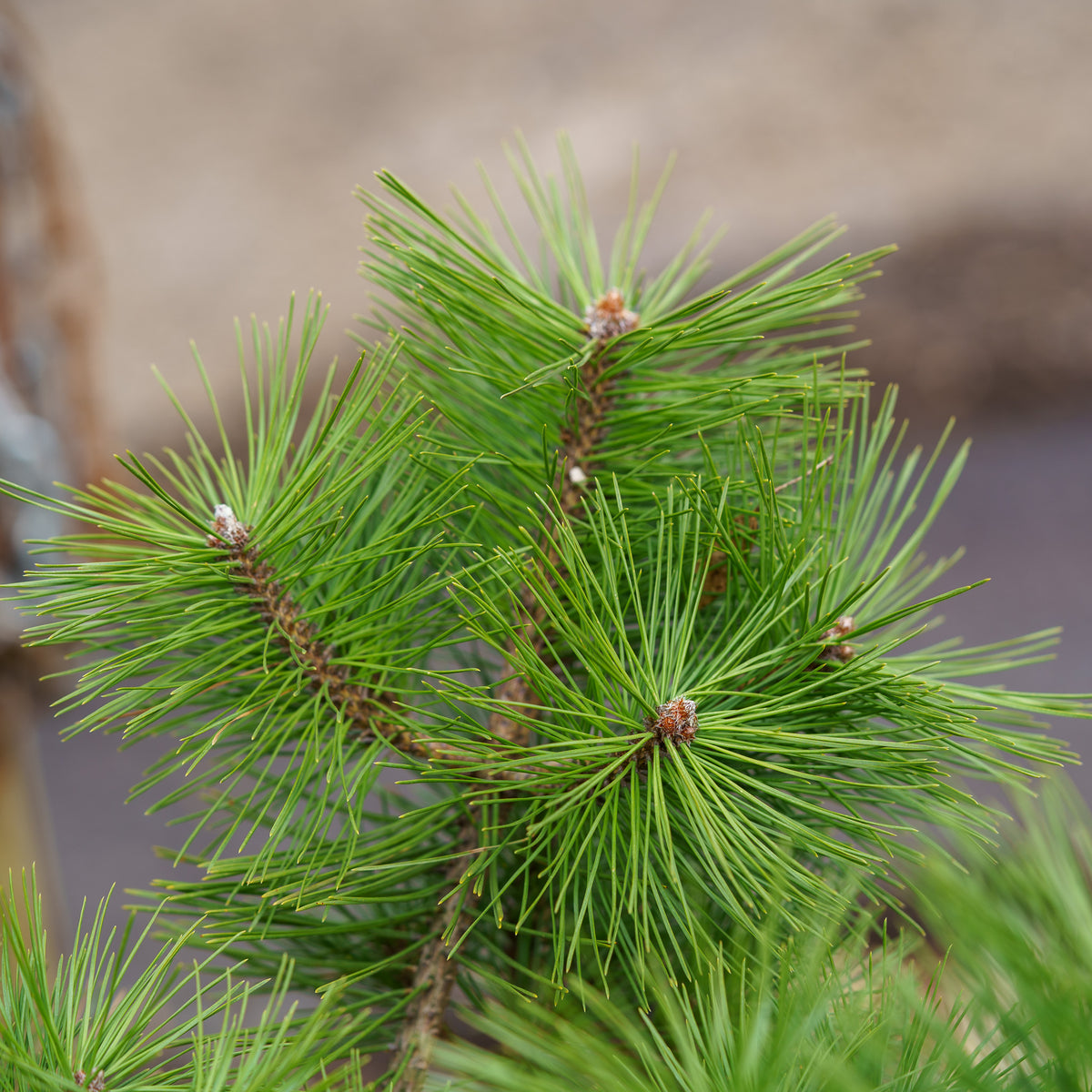 Jane Kluis Japanese Red Pine – Plant Detectives