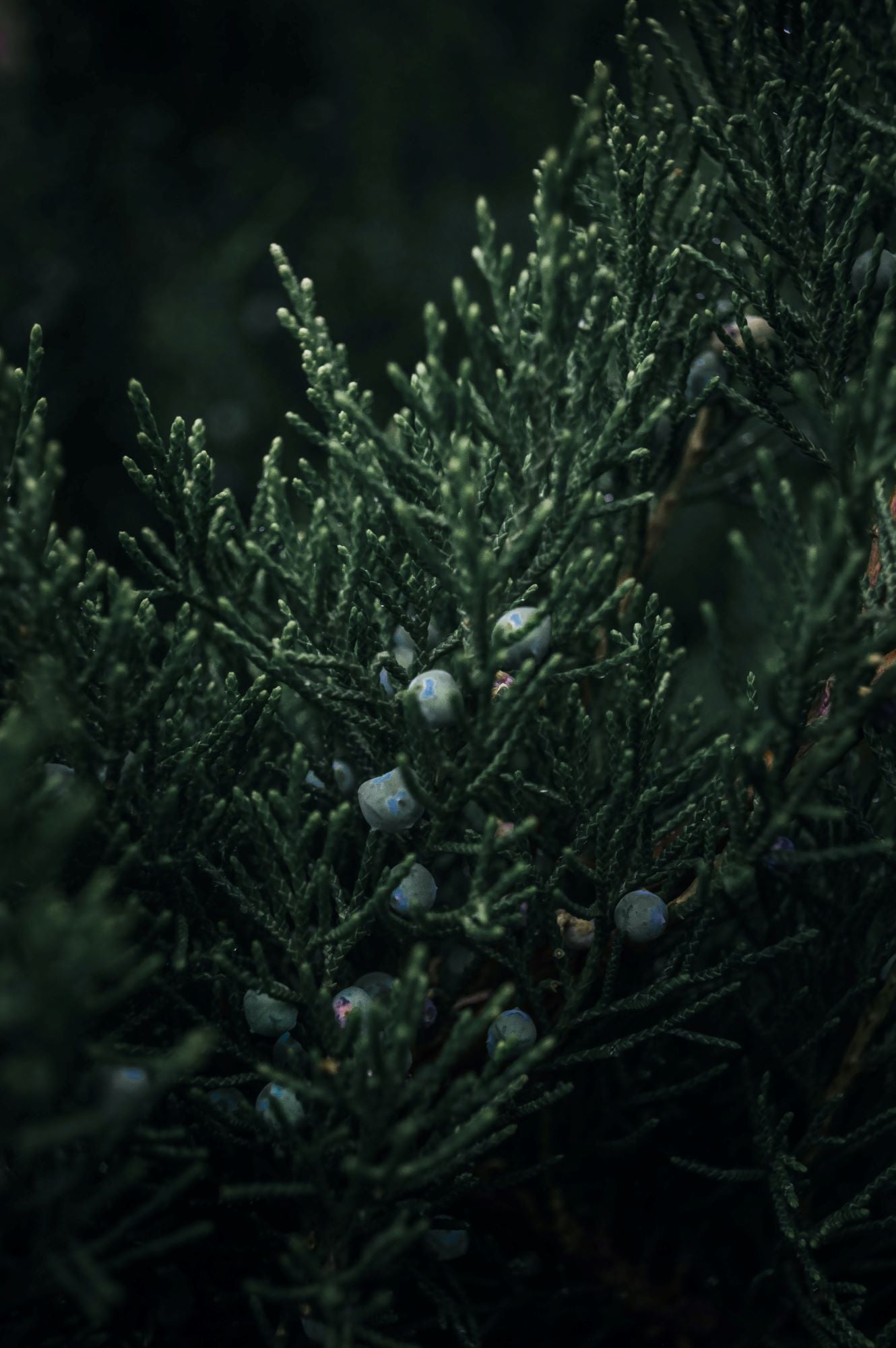 Juniper (Juniperus) – Plant Detectives