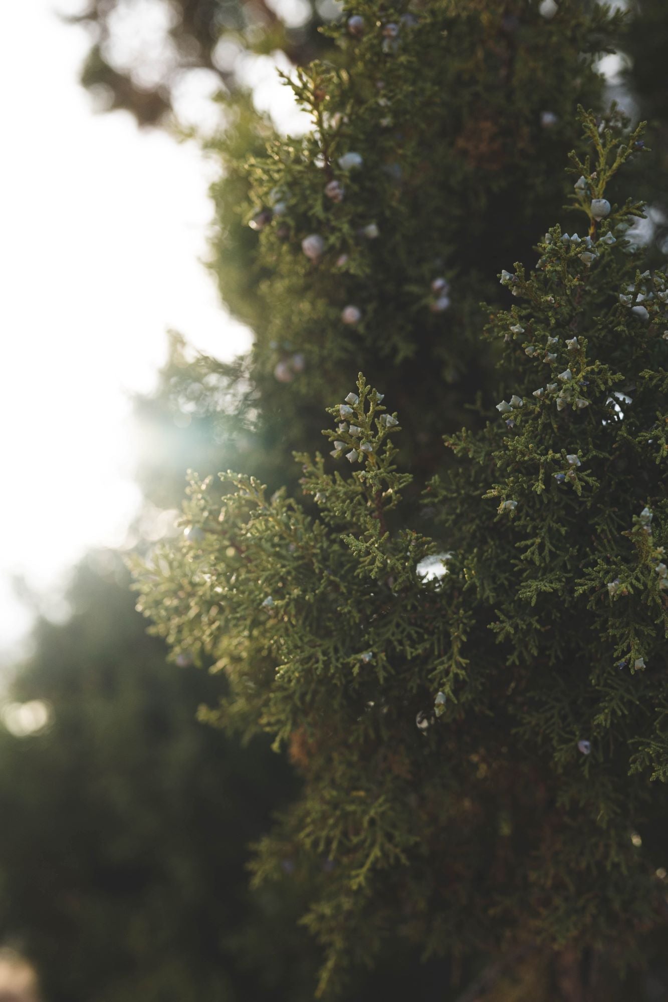 Juniper (Juniperus) – Plant Detectives