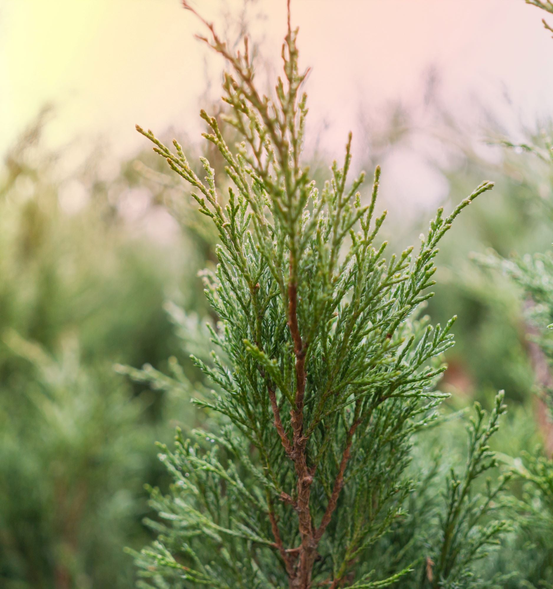 Juniper (Juniperus) – Plant Detectives