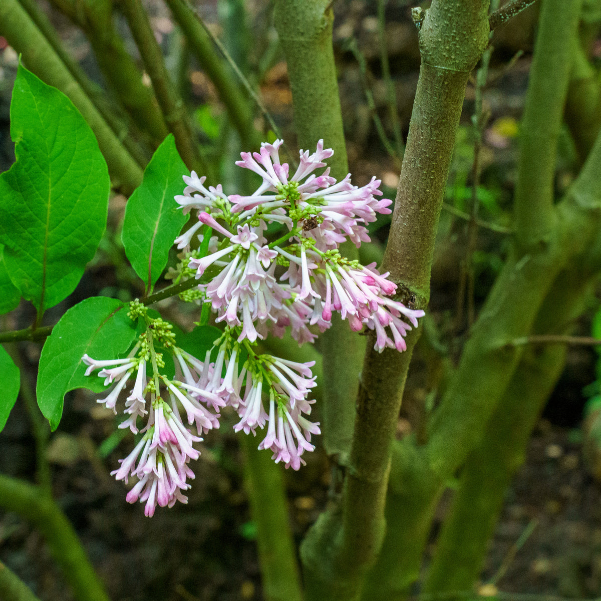 James MacFarlane Lilac – Plant Detectives