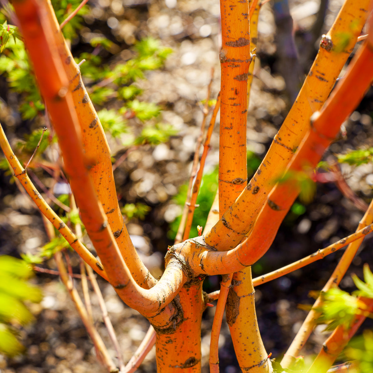 Japanese Sunrise Japanese Maple – Plant Detectives