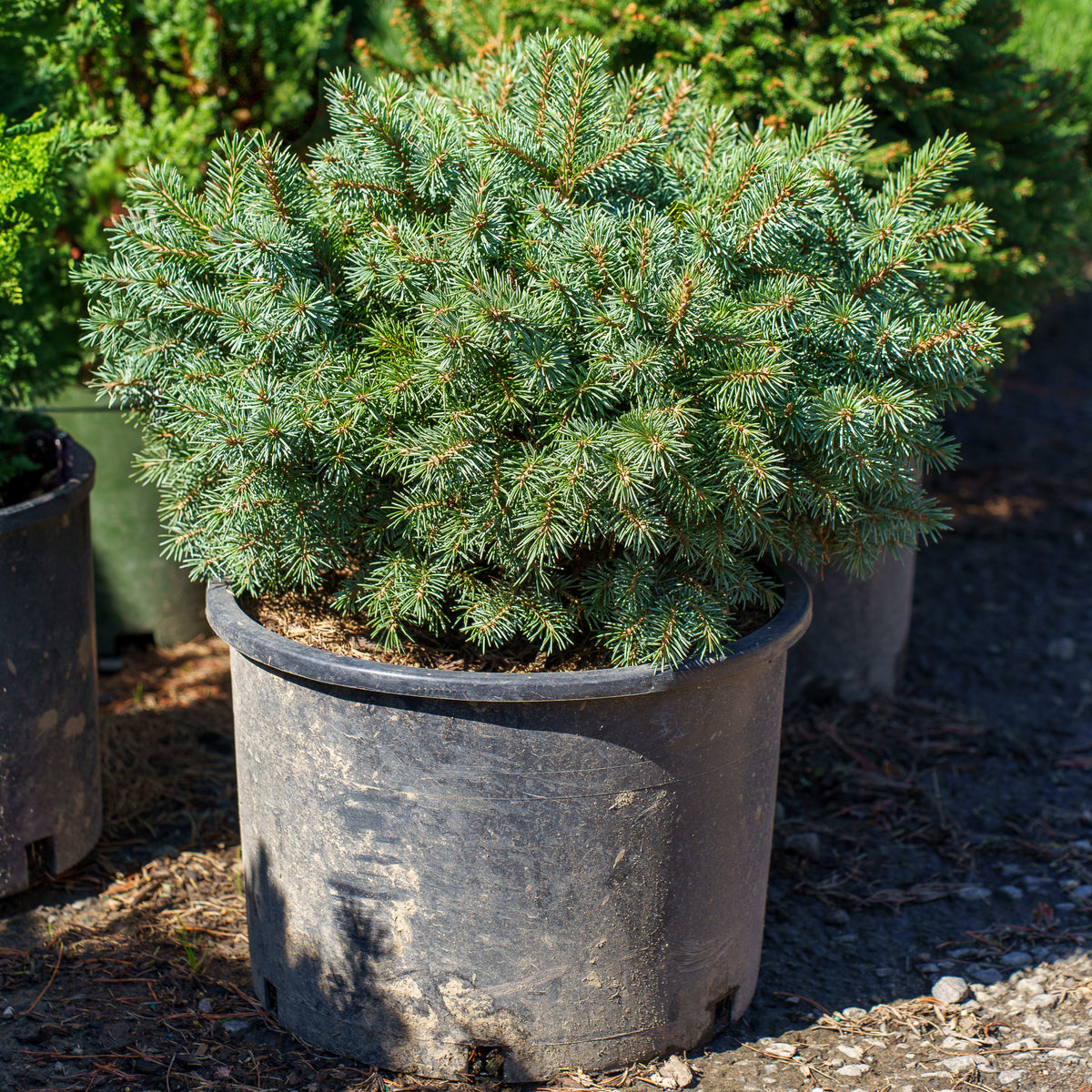 Jasper Engelmann Spruce – Plant Detectives
