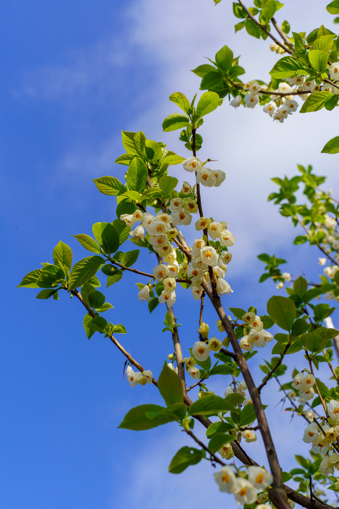 Silverbell (Halesia) – Plant Detectives