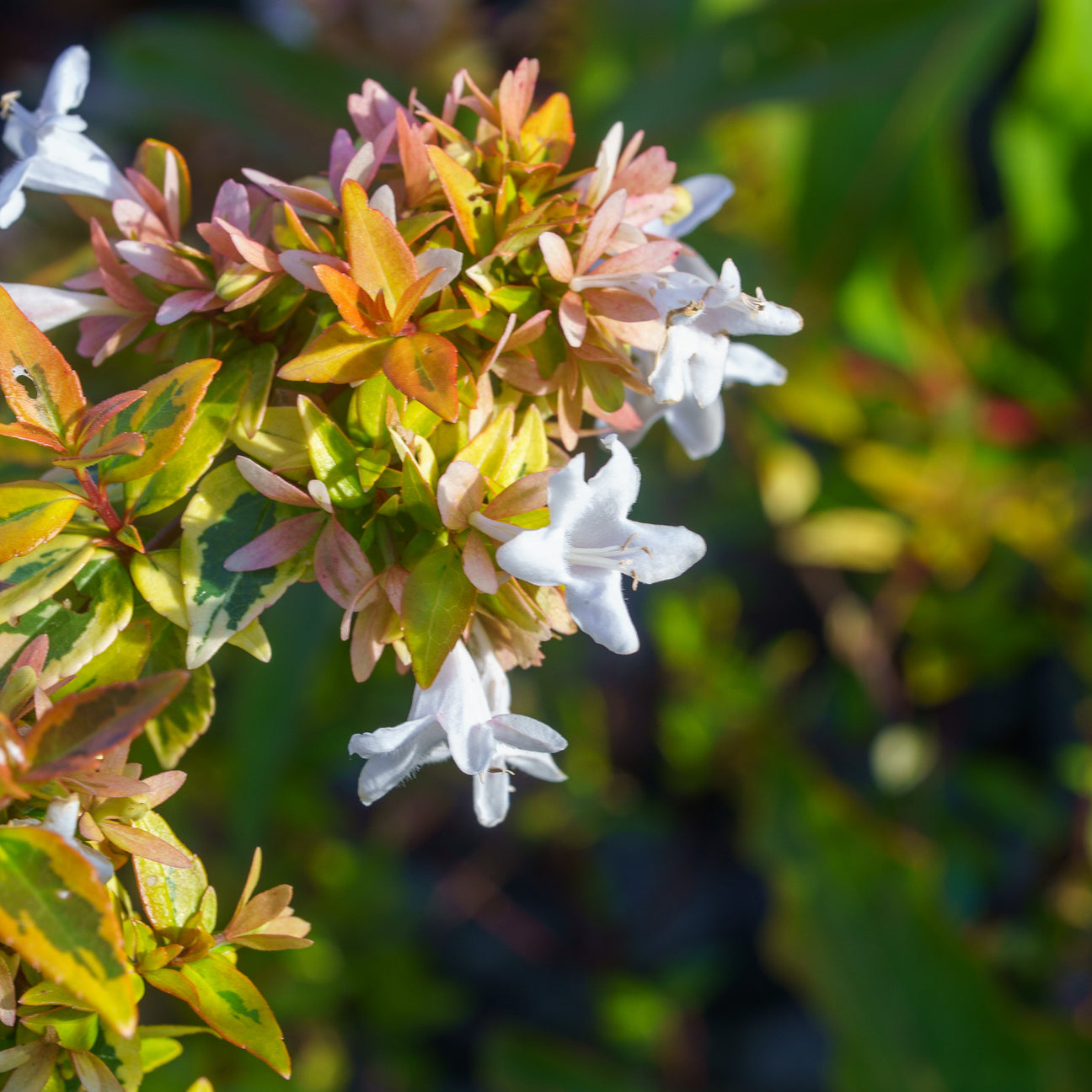 The Abelia Guide – Plant Detectives