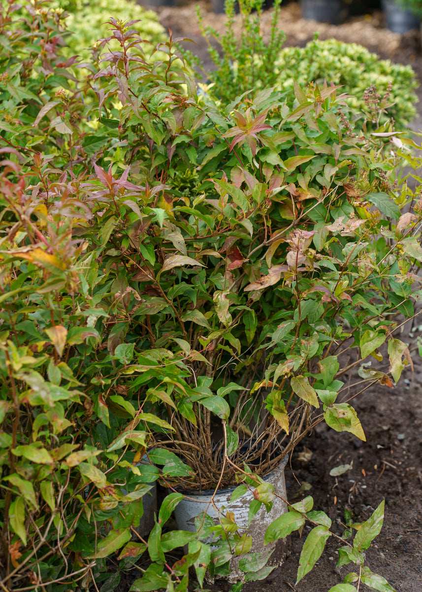 Kodiak Red Bush Honeysuckle – Plant Detectives