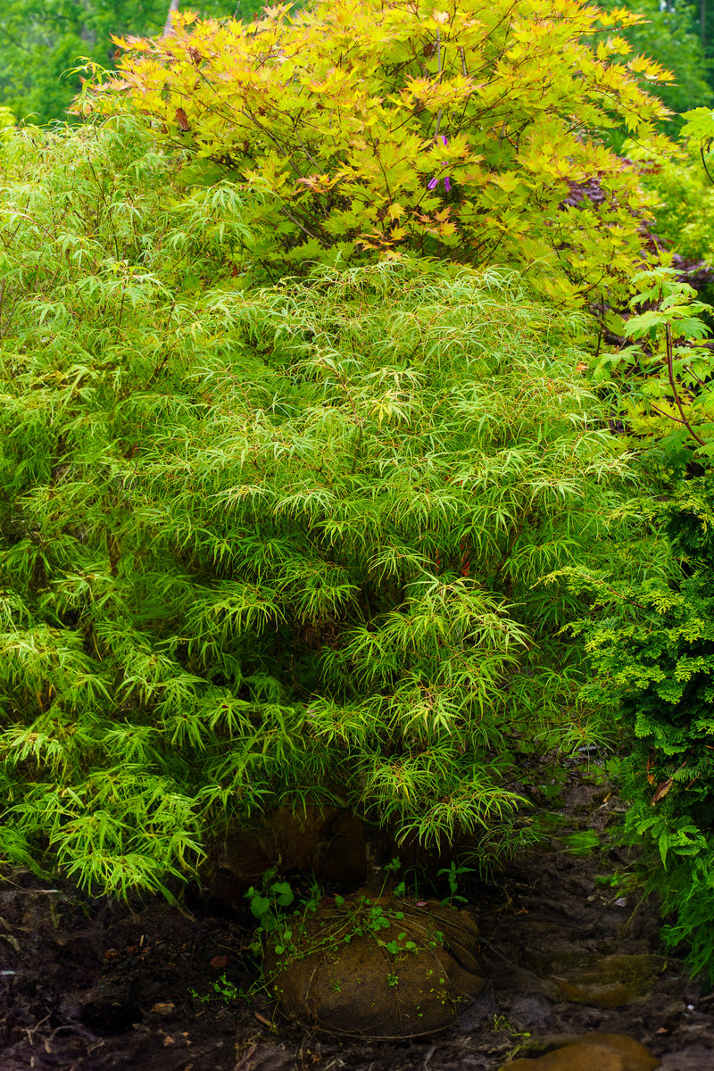Koto-No-Ito Japanese Maple – Plant Detectives