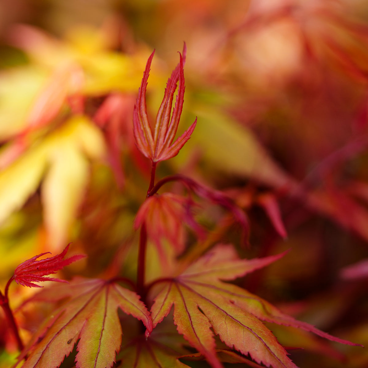 Kuro Hime Japanese Maple – Plant Detectives