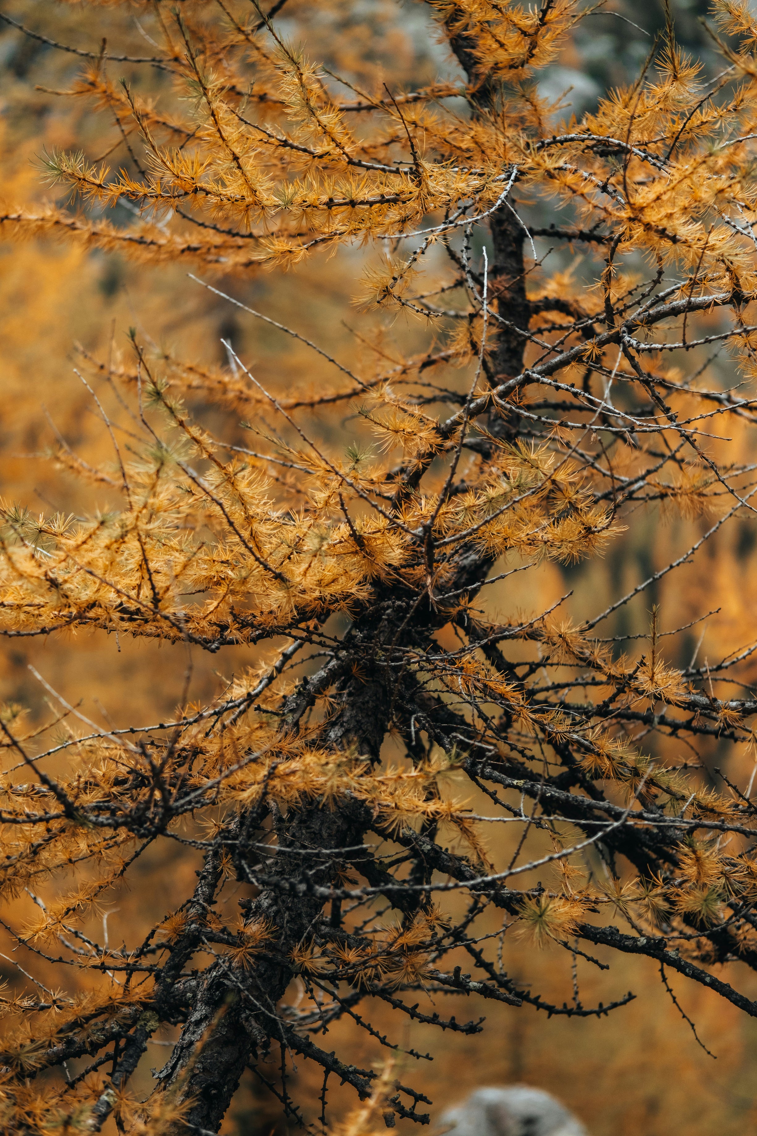 The Larch Guide – Plant Detectives