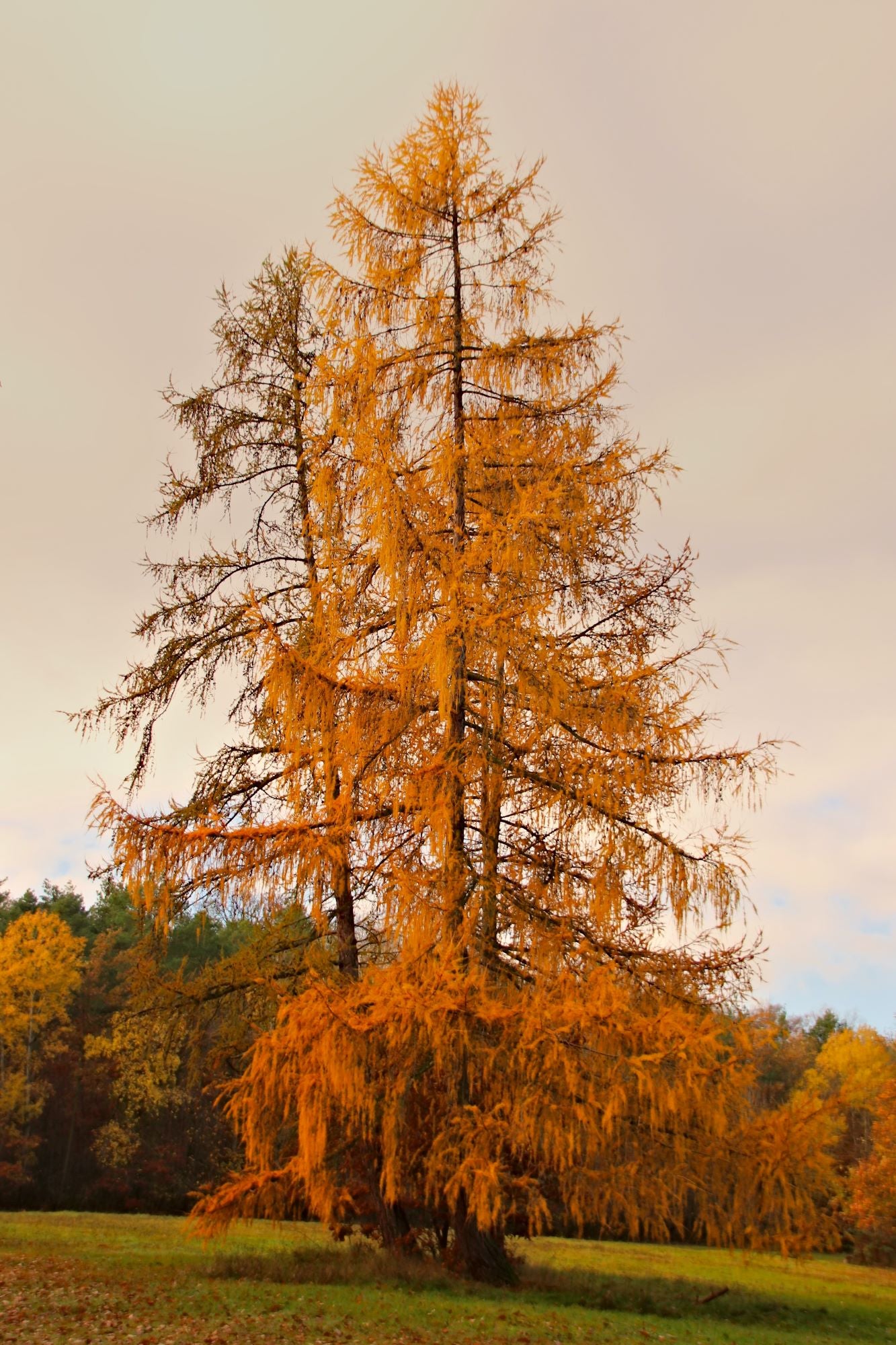 The Larch Guide – Plant Detectives