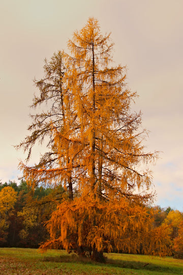 The Larch Guide – Plant Detectives