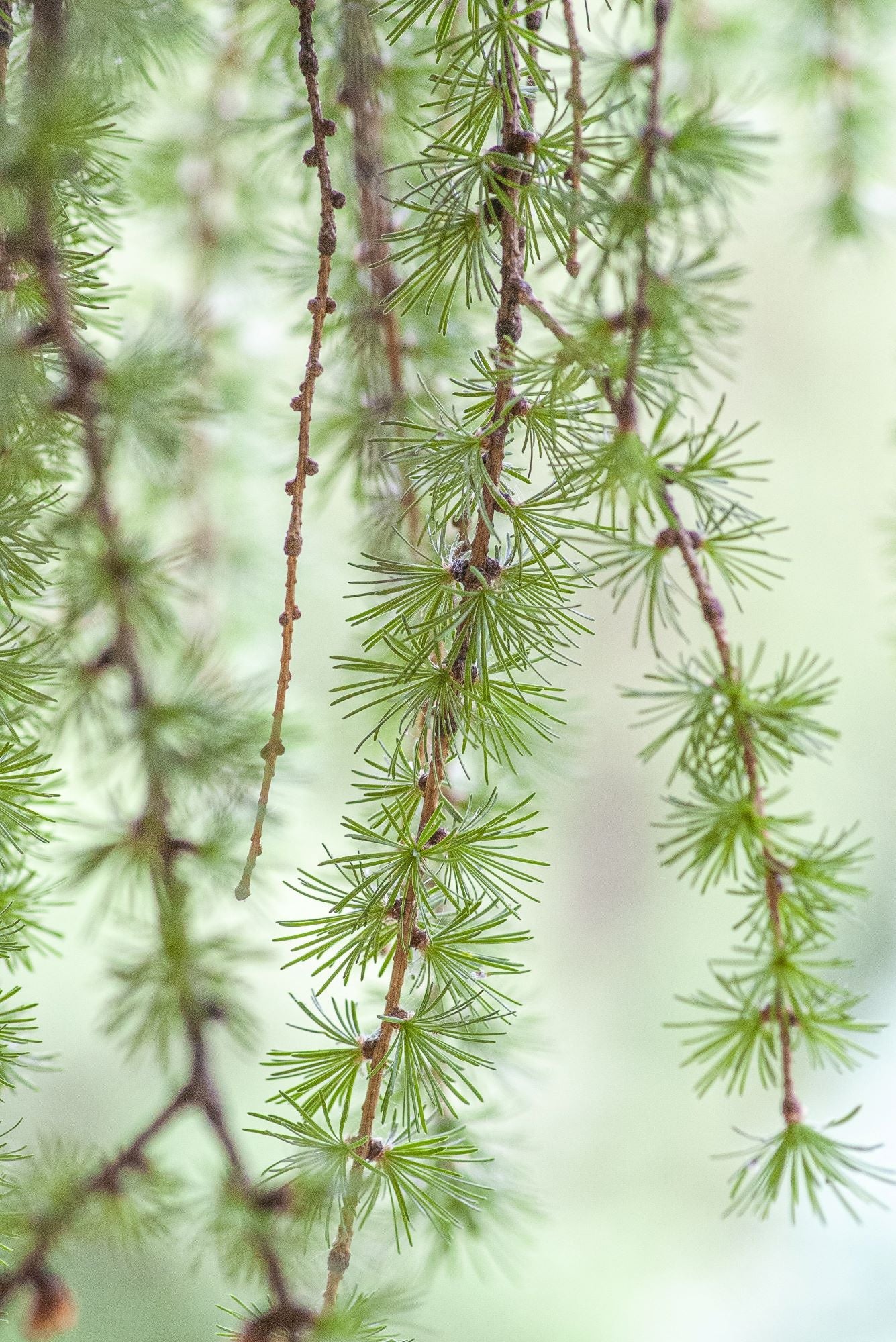 The Larch Guide – Plant Detectives
