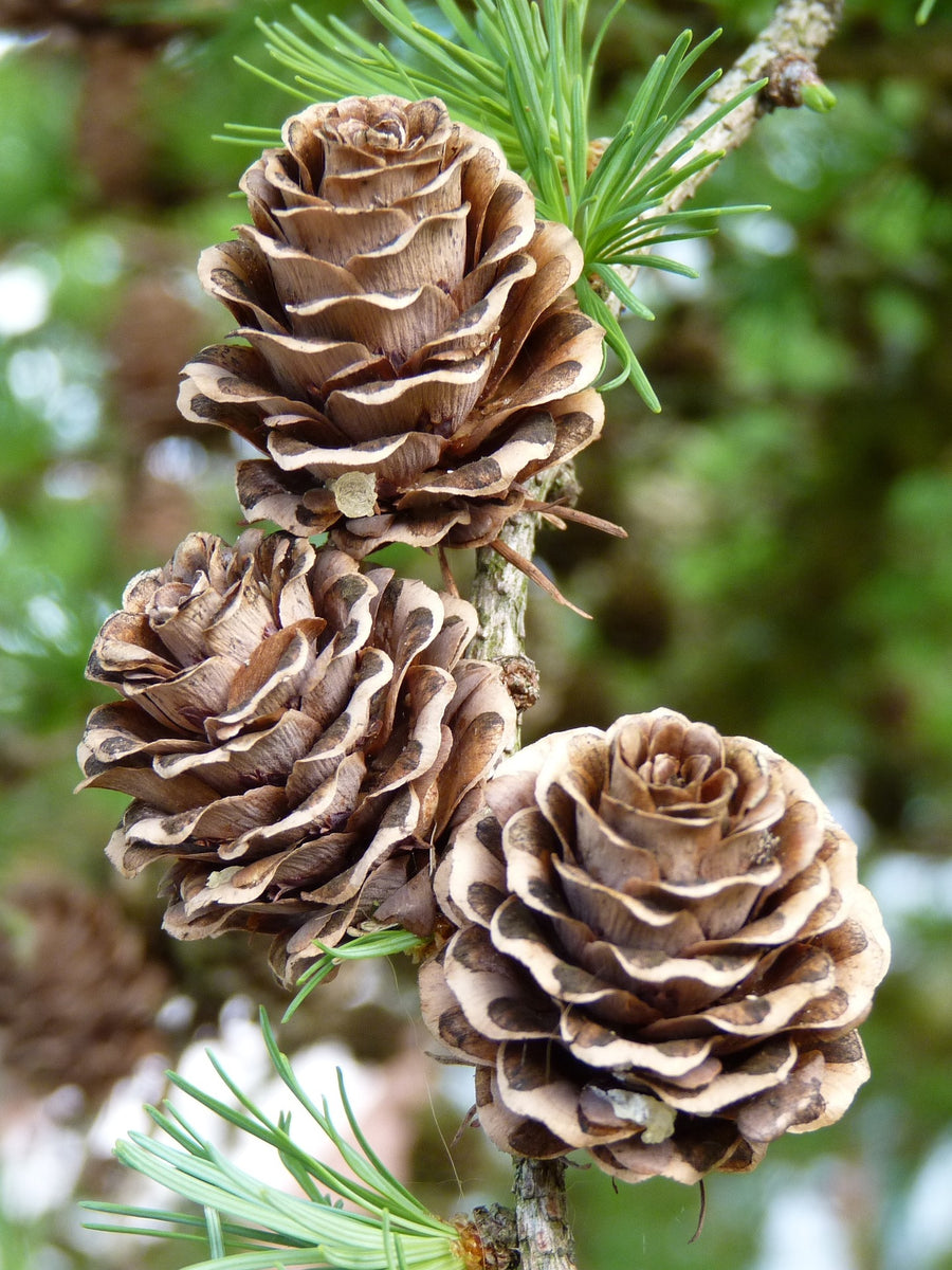 The Larch Guide – Plant Detectives