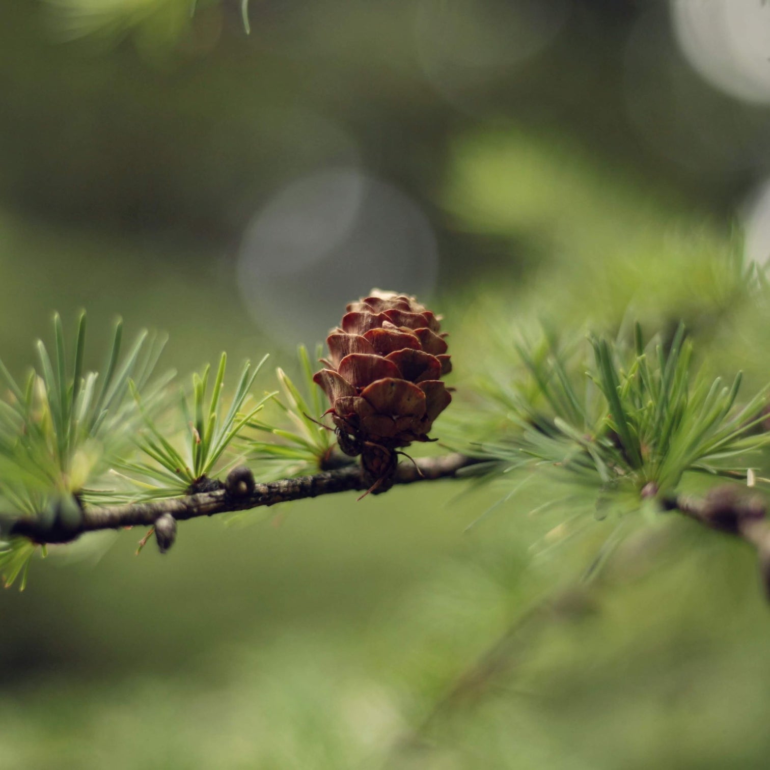 The Larch Guide – Plant Detectives