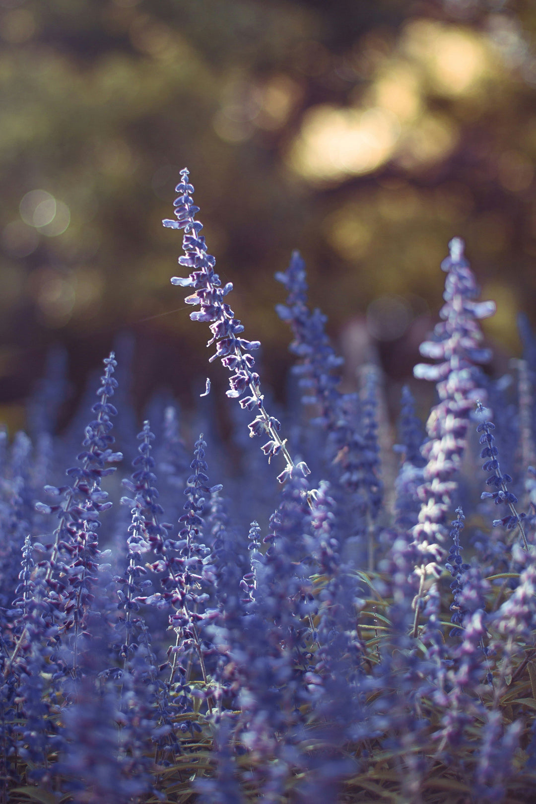 The Lavandula Guide – Plant Detectives