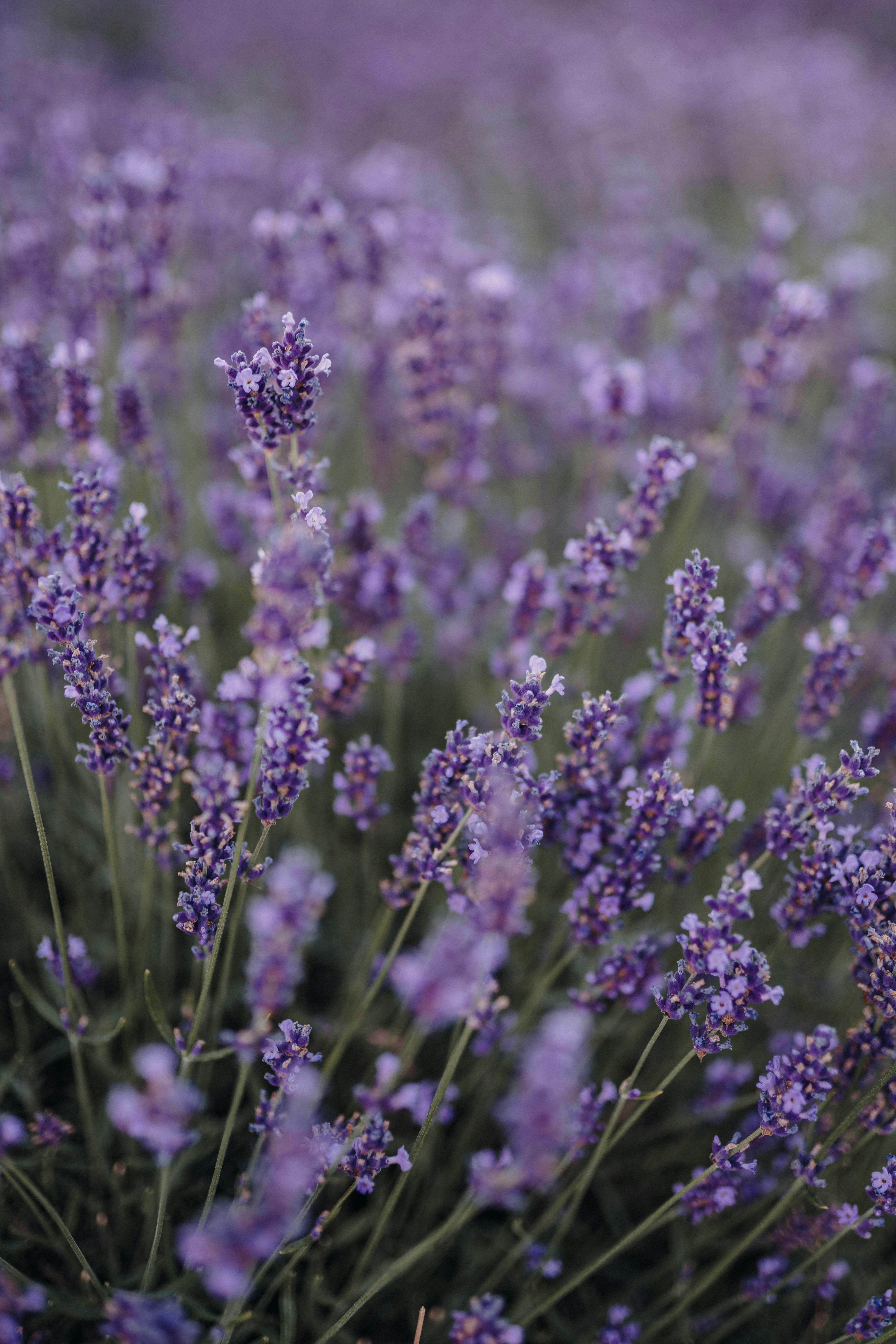 The Lavandula Guide – Plant Detectives