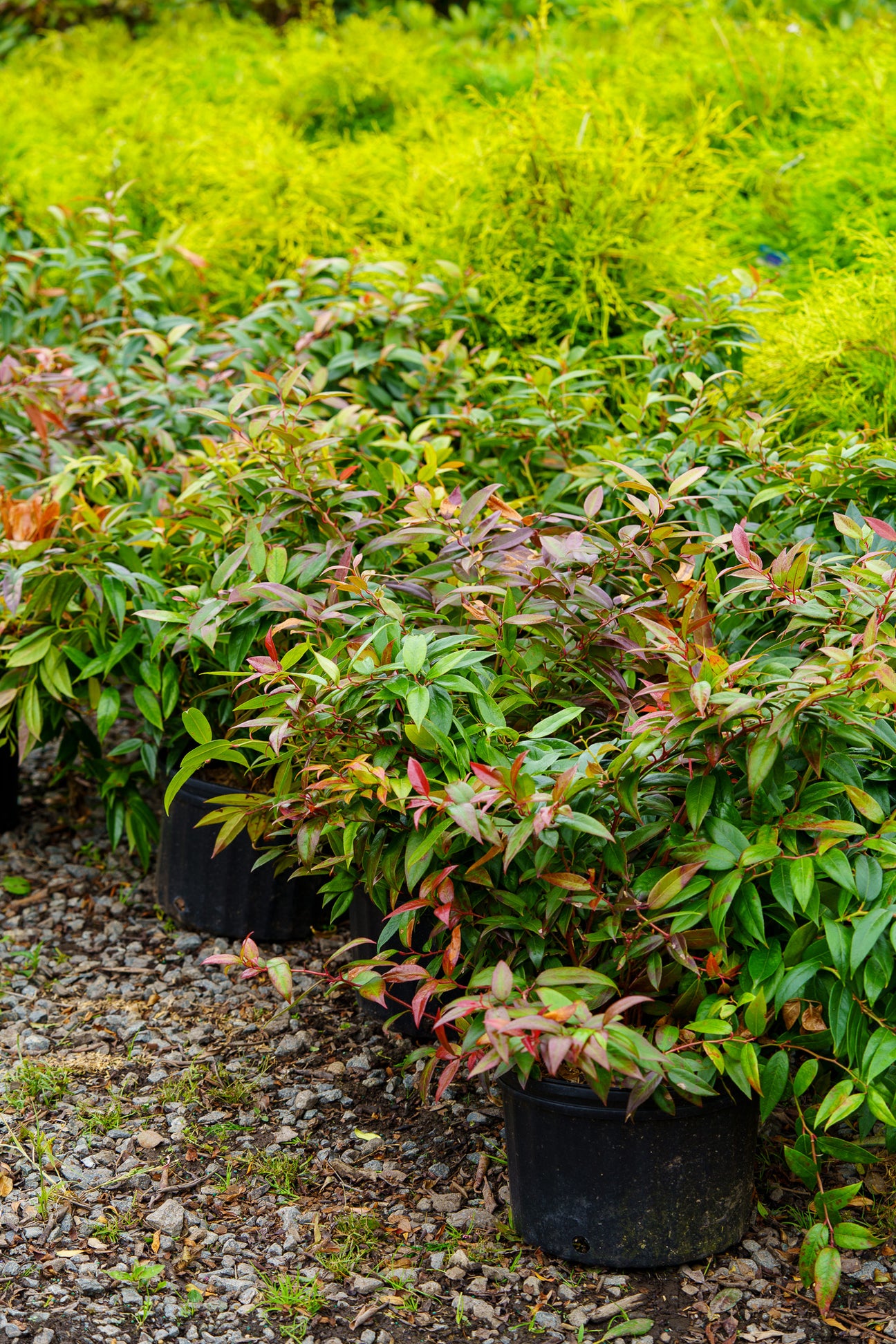 The Leucothoe Guide – Plant Detectives