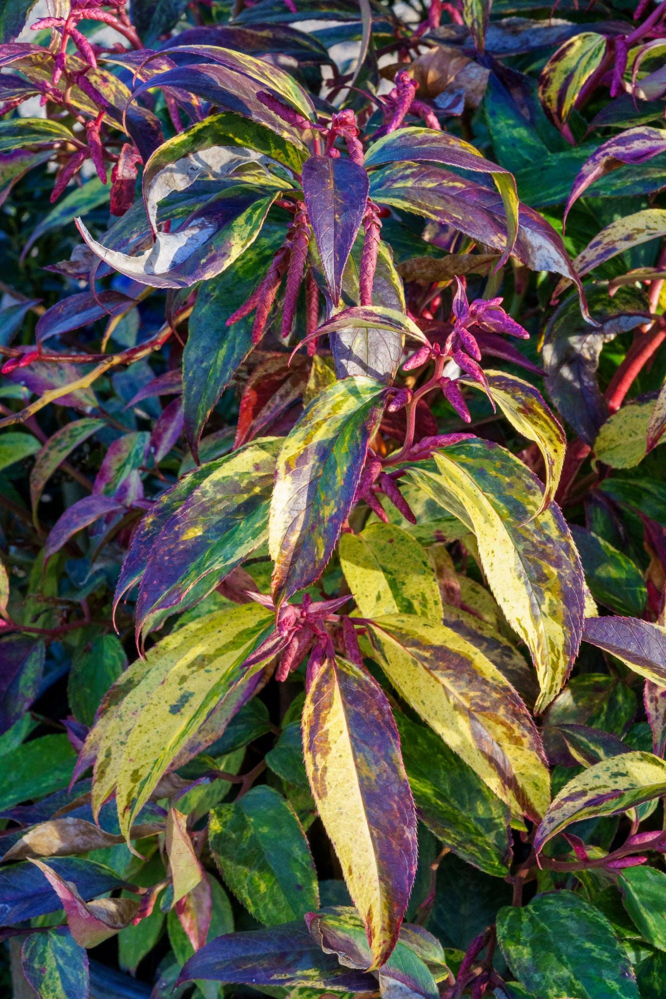 Leucothoe – Plant Detectives