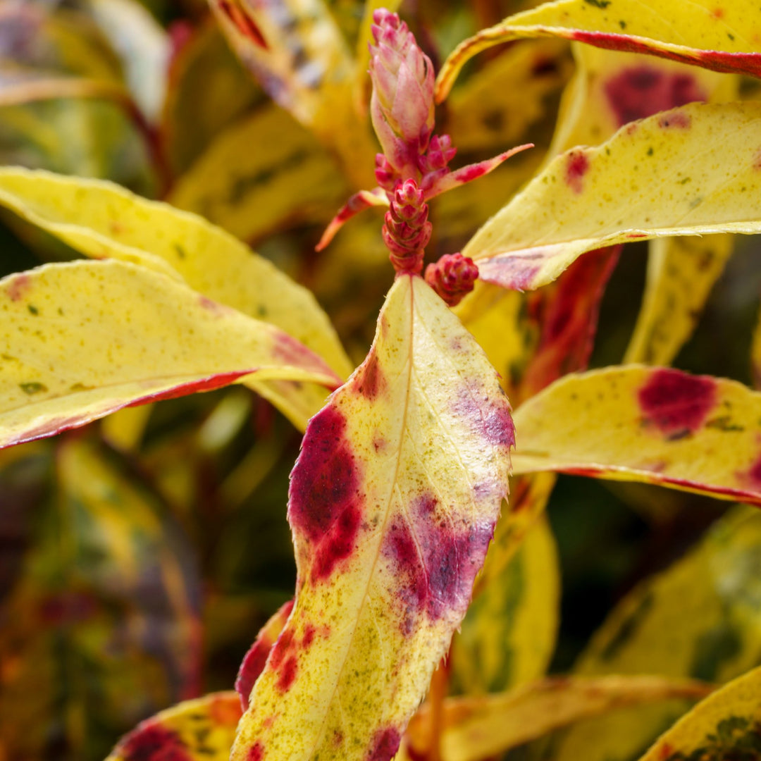 The Leucothoe Guide – Plant Detectives