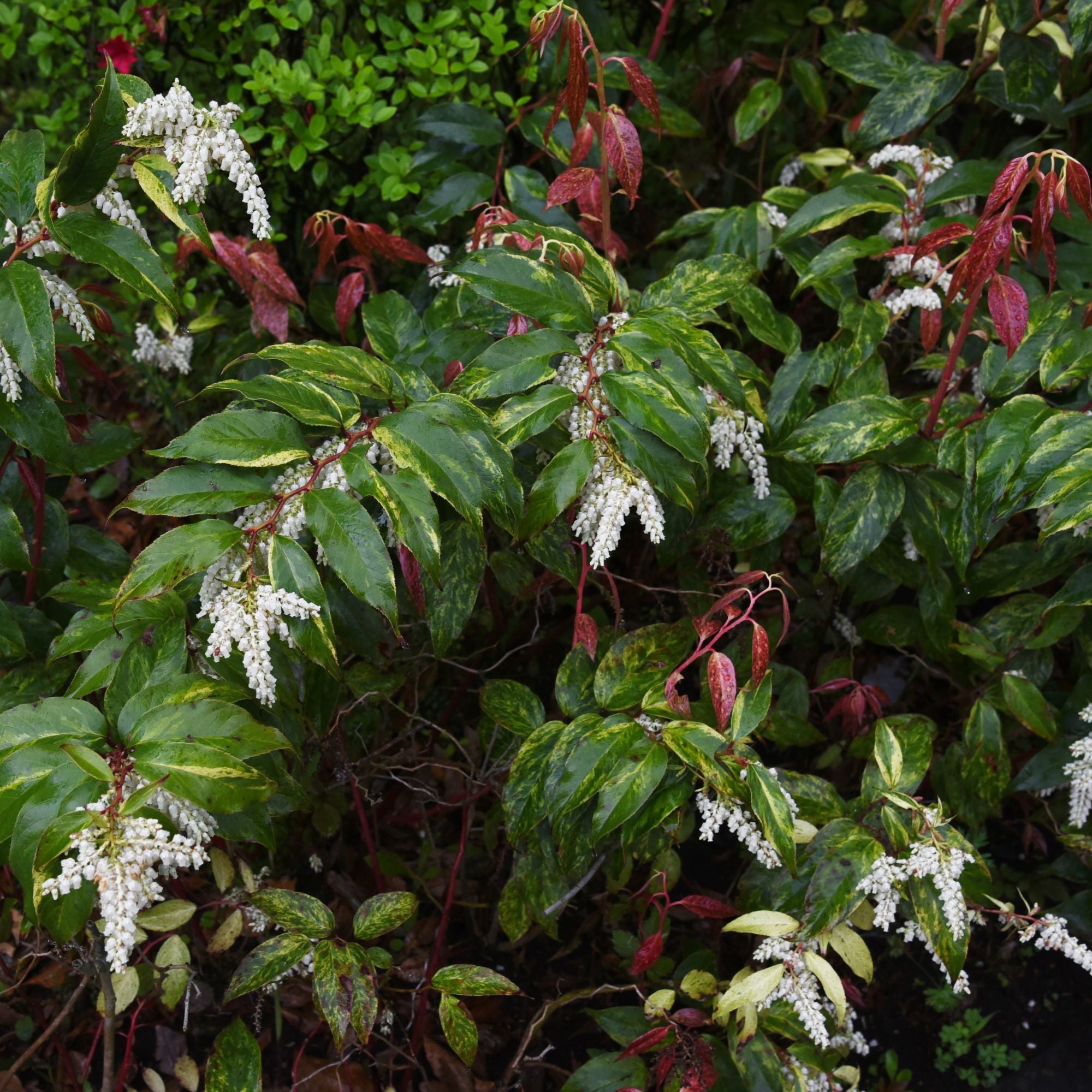 The Leucothoe Guide – Plant Detectives