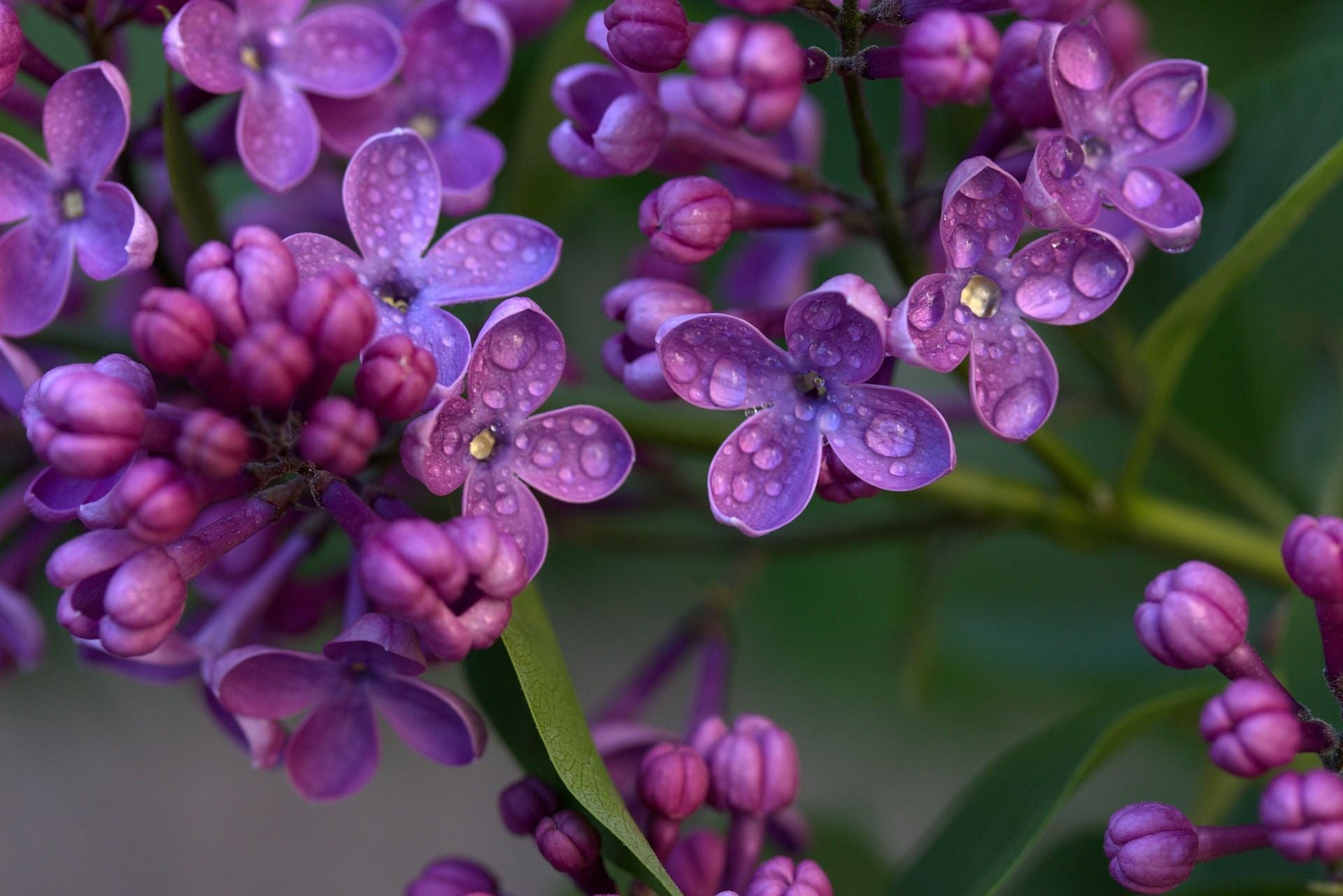 Lilac (Syringa) – Plant Detectives