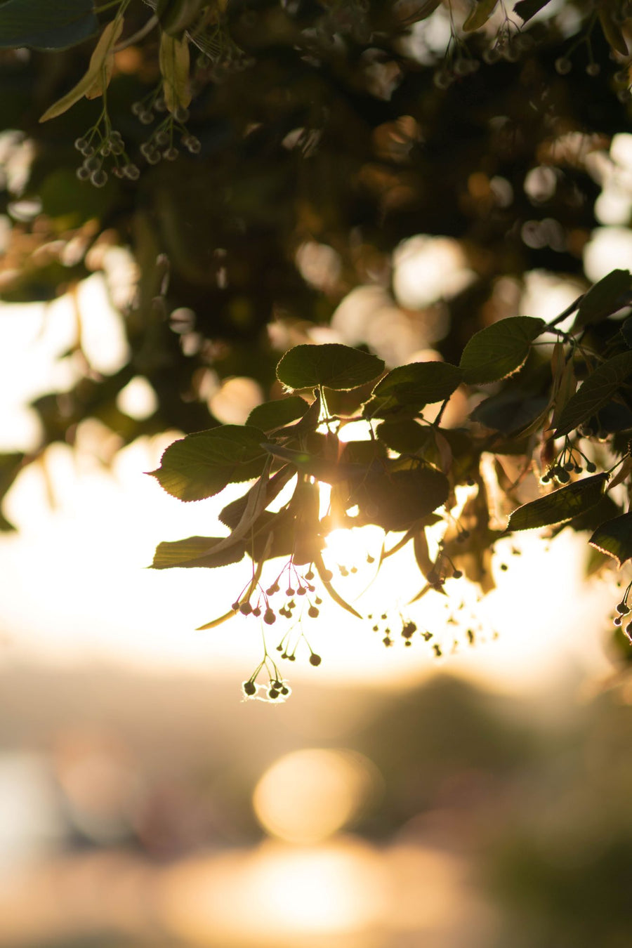 The Linden Guide – Plant Detectives