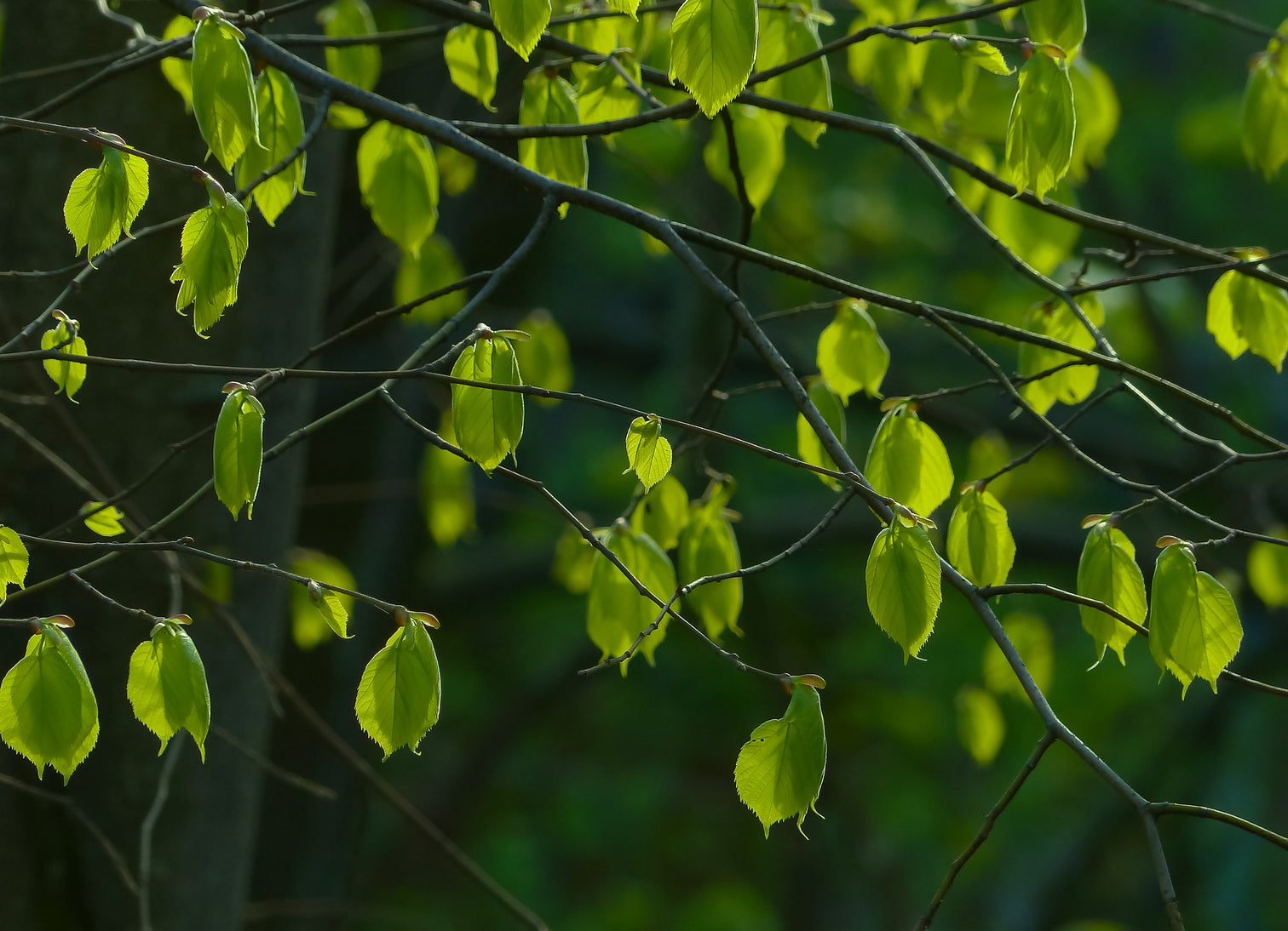 The Linden Guide – Plant Detectives