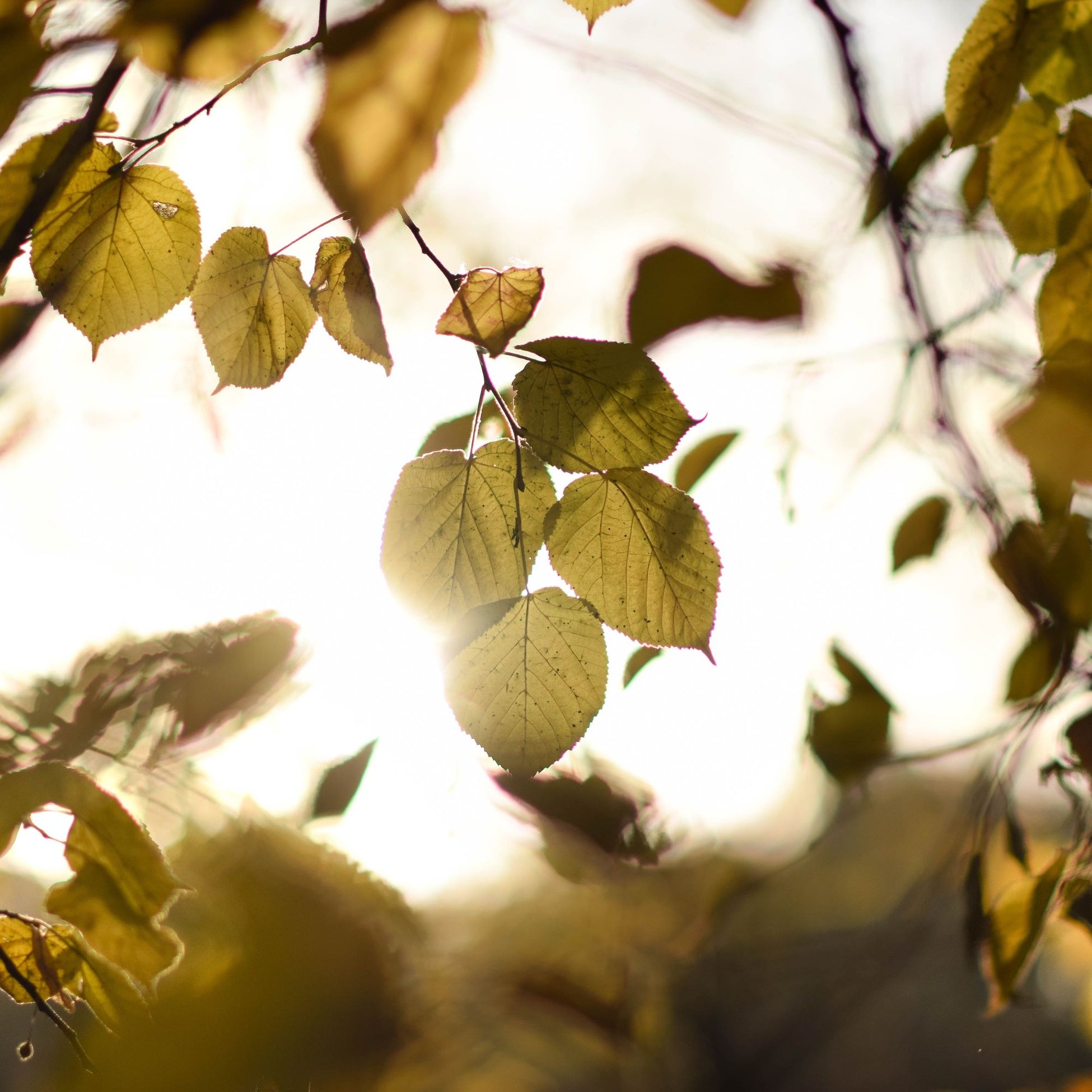 The Linden Guide – Plant Detectives
