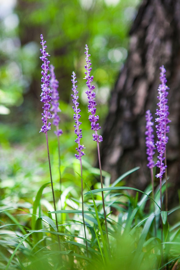 The Liriope Guide – Plant Detectives