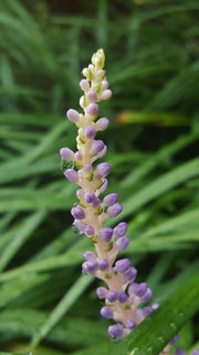 The Liriope Guide – Plant Detectives