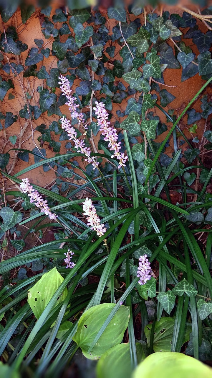 The Liriope Guide – Plant Detectives