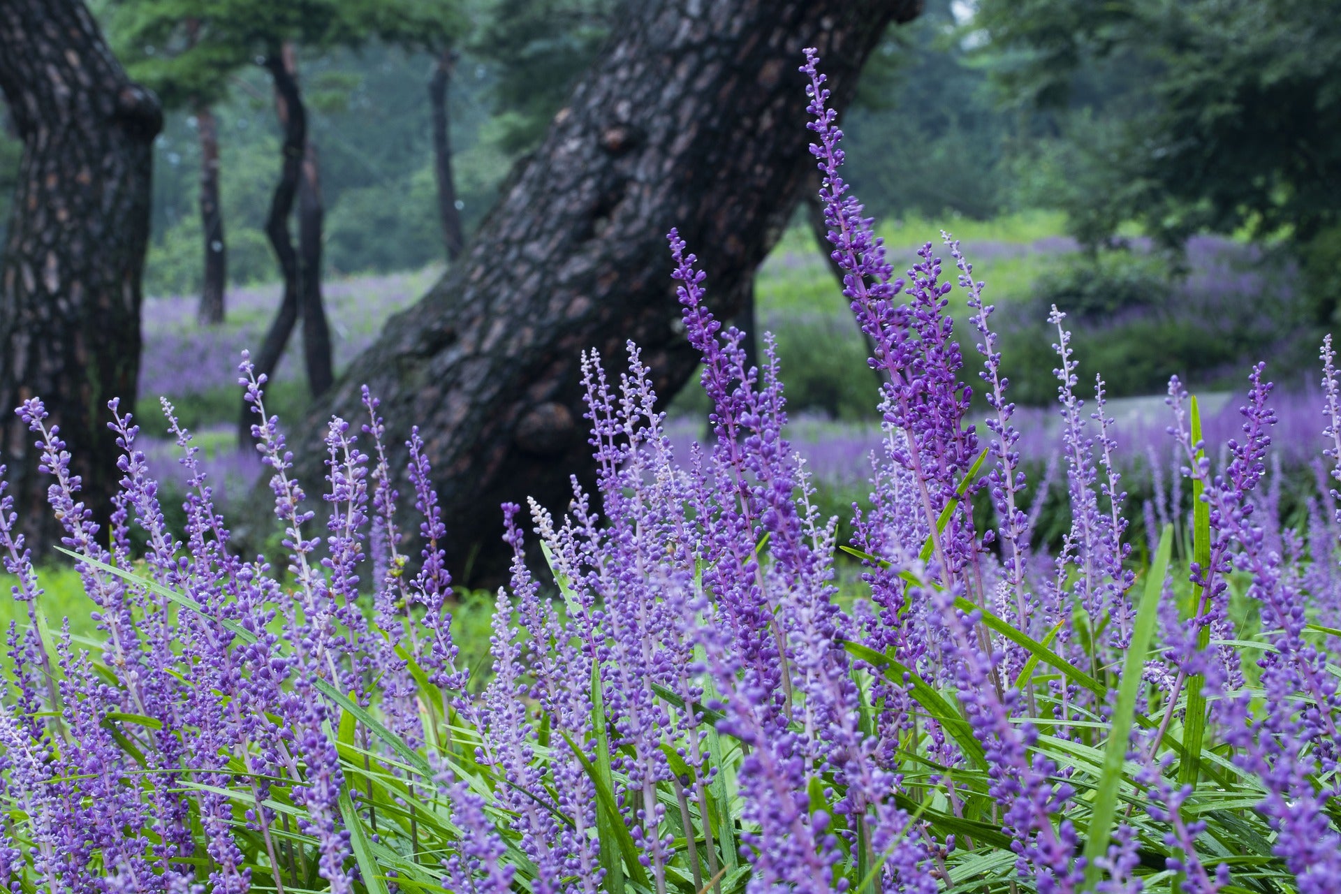 The Liriope Guide – Plant Detectives