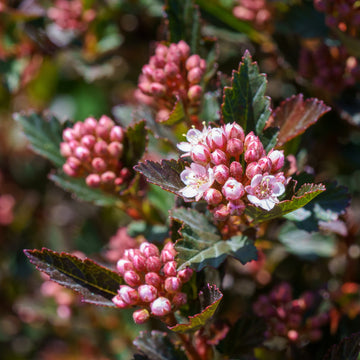 The Ninebark Guide – Plant Detectives