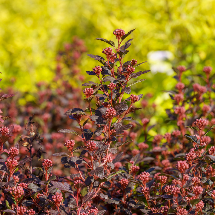 The Ninebark Guide – Plant Detectives