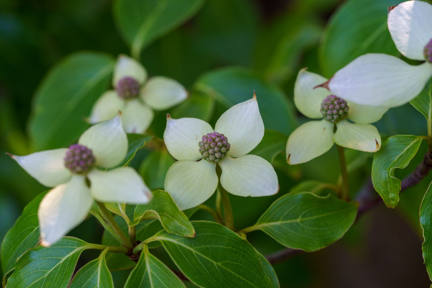 Plant of the Week - Little Poncho Dogwood – Plant Detectives