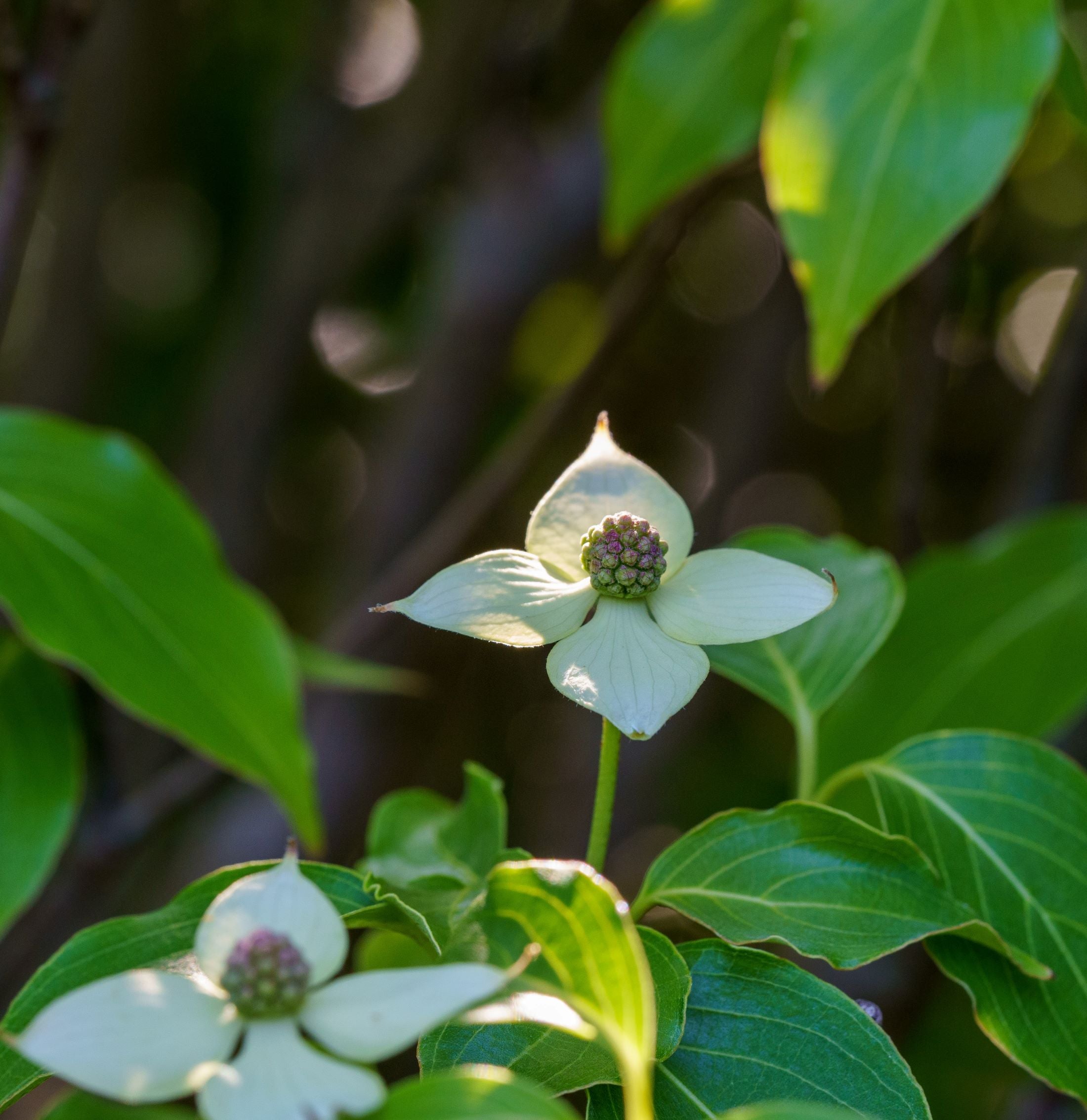 Plant of the Week - Little Poncho Dogwood – Plant Detectives